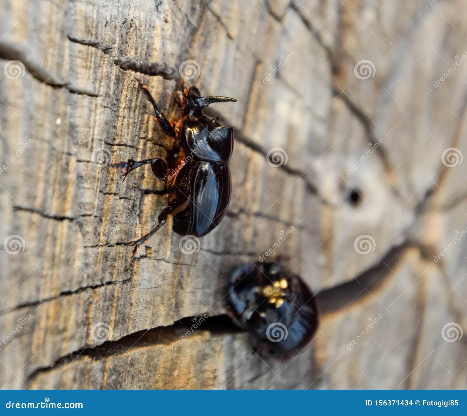A Rhinoceros on a Cut of a Tree Stump. a Pair of Rhinoceros Beetles ...