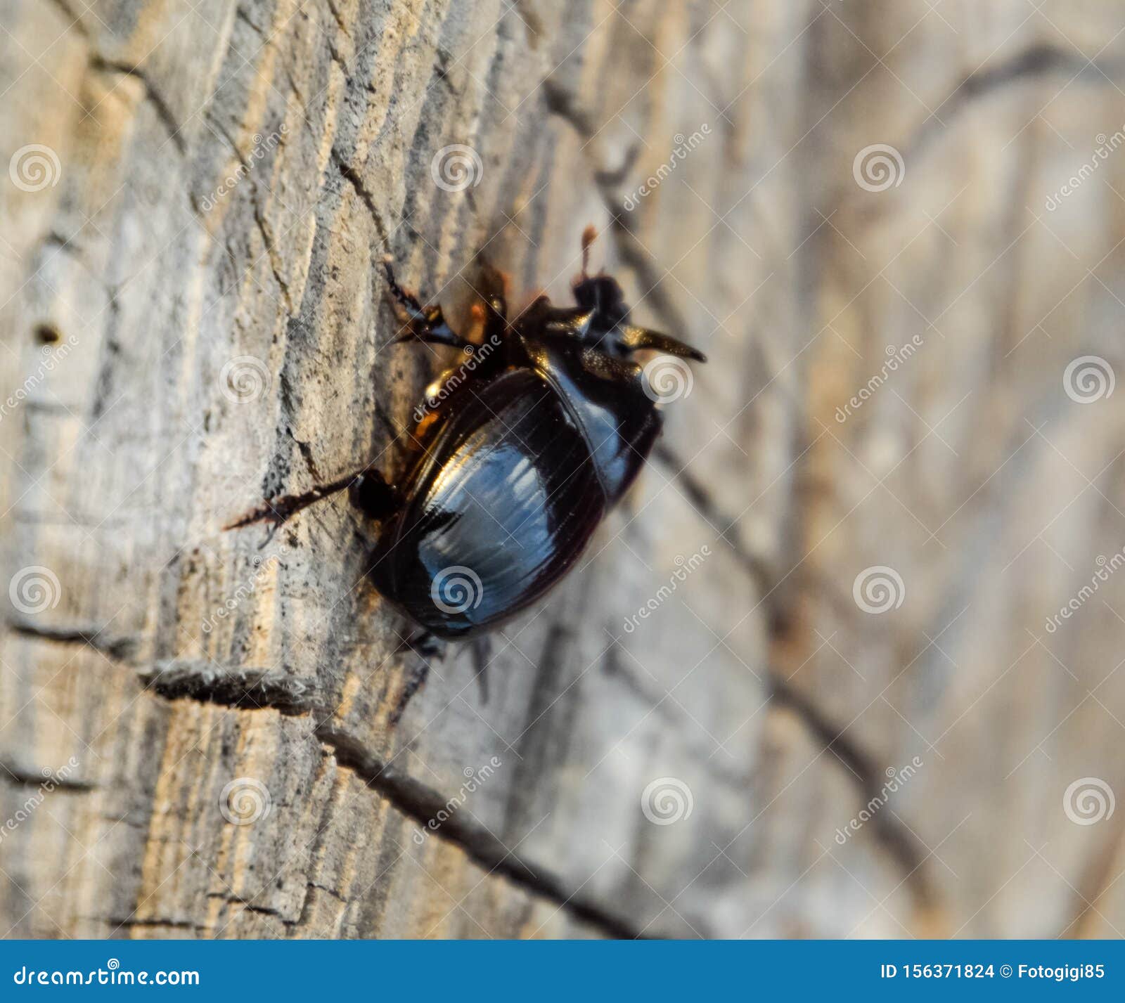 A Rhinoceros on a Cut of a Tree Stump. a Pair of Rhinoceros Beetles ...