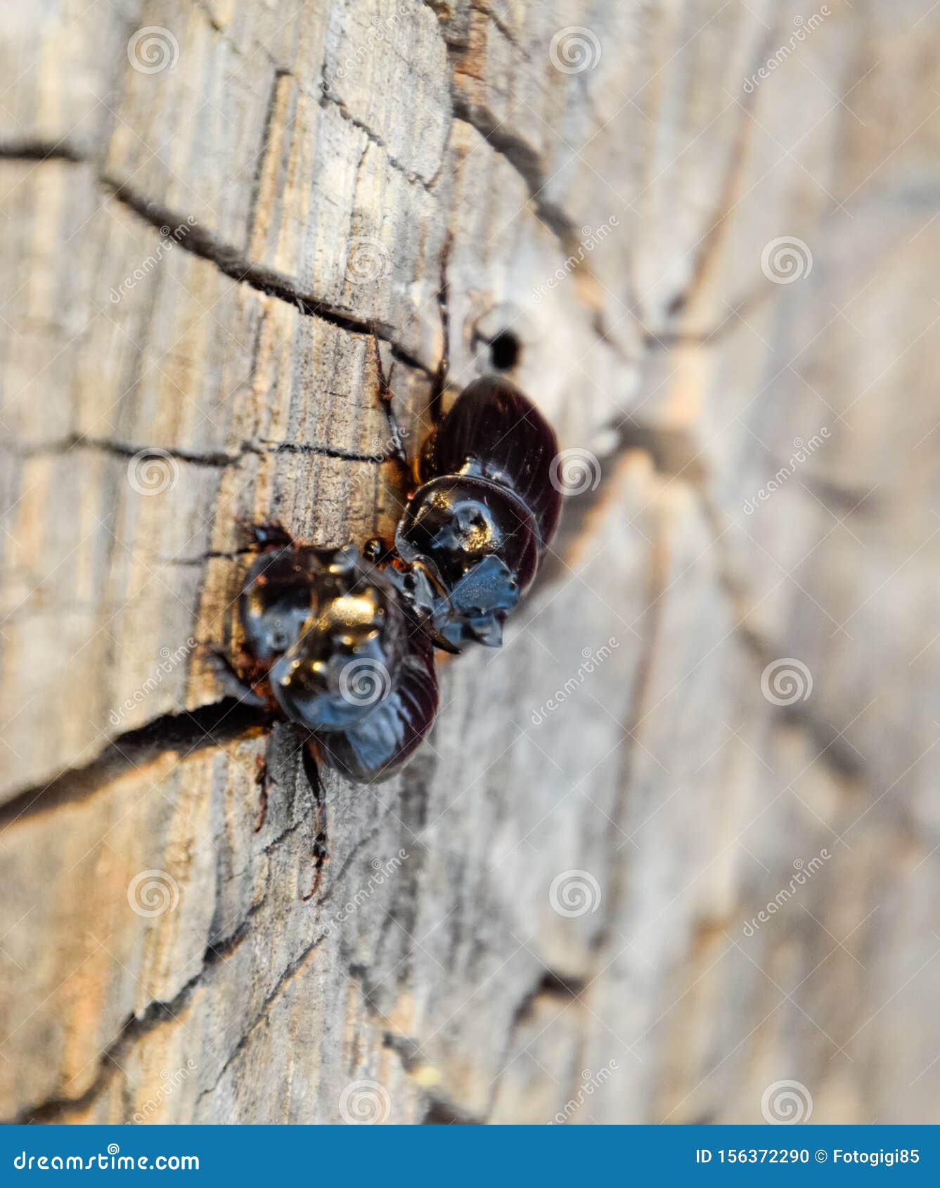 A Rhinoceros on a Cut of a Tree Stump. a Pair of Rhinoceros Beetles ...