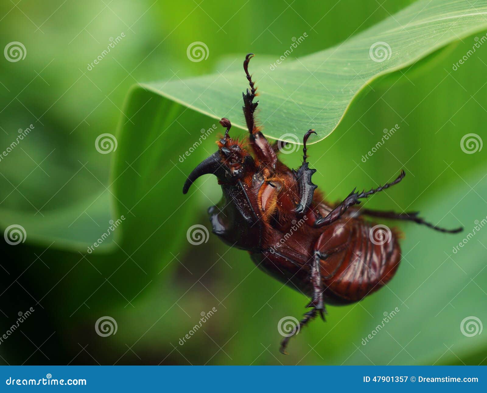 Rhinoceros beetle stock image. Image of rhinoceros, summer - 47901357
