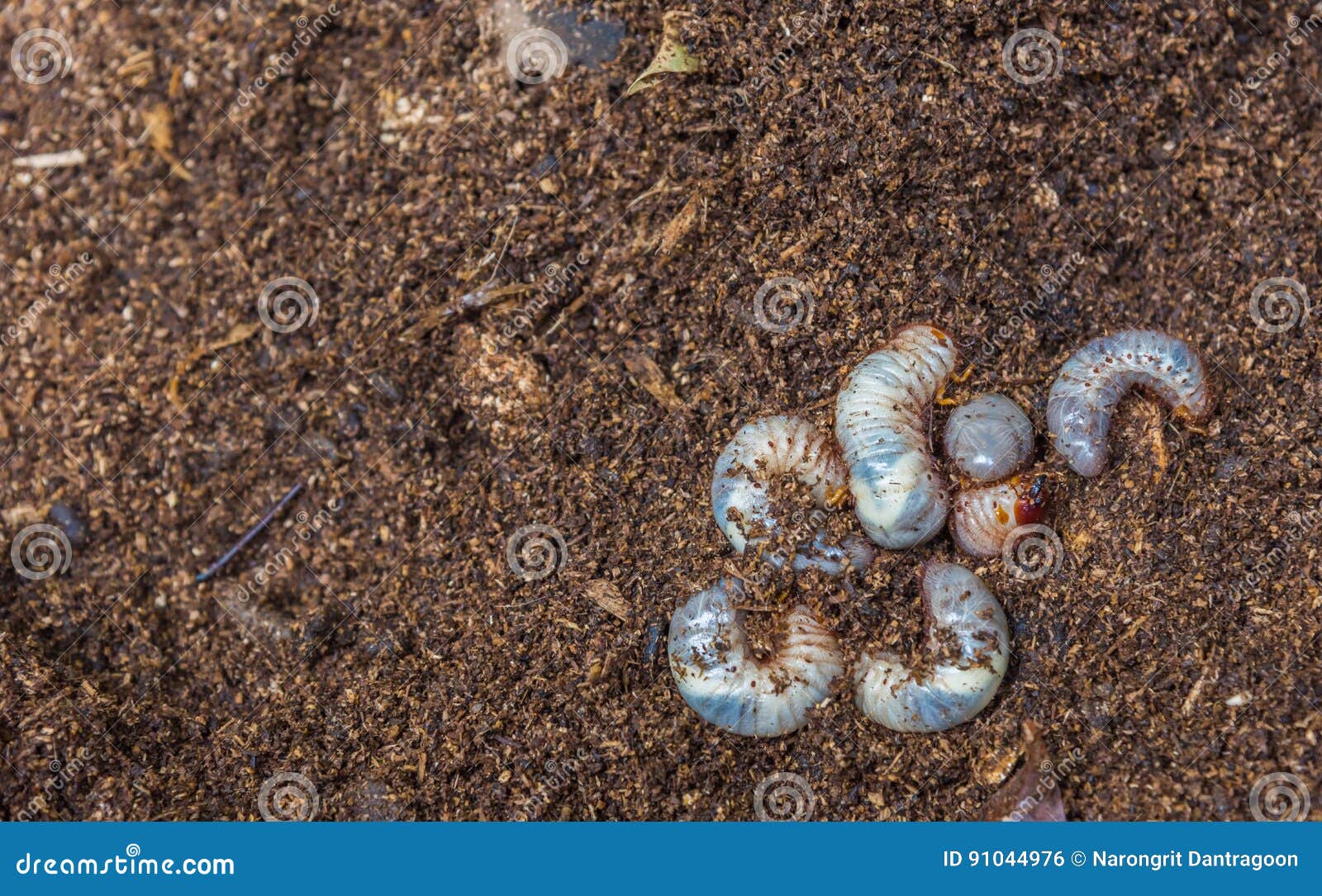 302 Earthworm Larva Photos - Free & Royalty-Free Stock Photos from ...