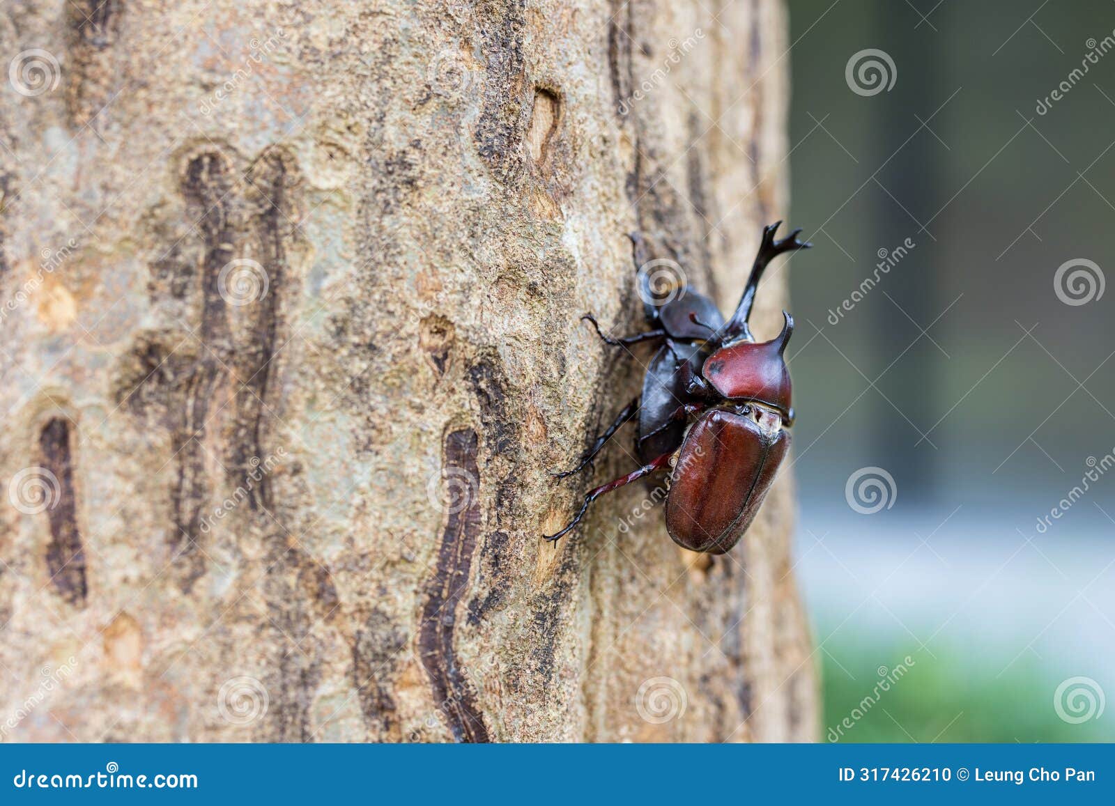 Rhinoceros Beetle Mating on Tree Stock Photo - Image of black ...
