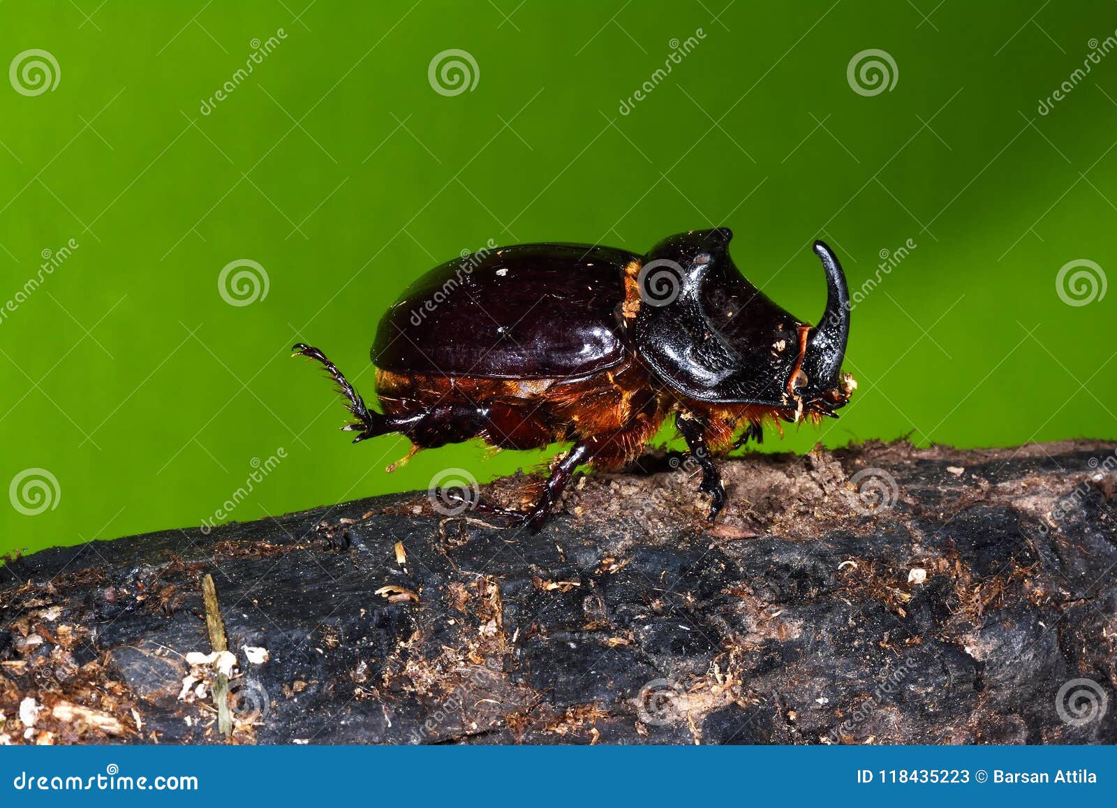 The Rhinoceros Beetle Oryctes Nasicornis Stock Image - Image of ...