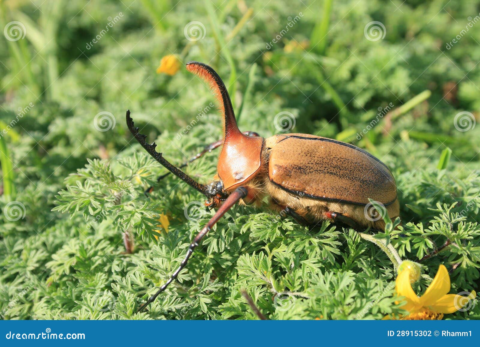 Rhinoceros Beetle Up Close And Personal Stock Photo | CartoonDealer.com ...