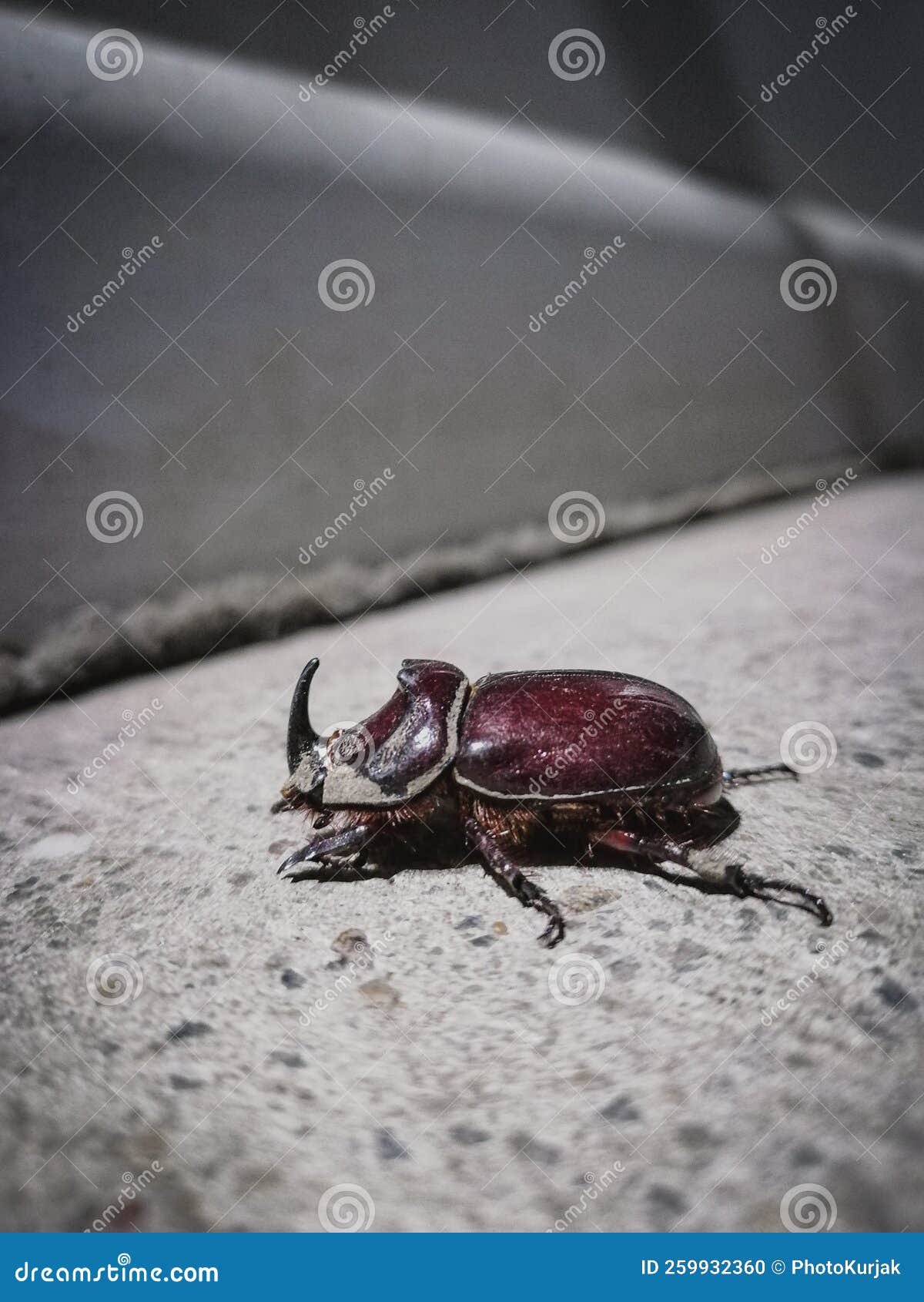 Rhinoceros Beetle, Rhino Bug with a Horn on it`s Head, Large Bug ... Rhinoceros Beetle, Rhino Bug with a Horn on it`s Head, Large Bug ...