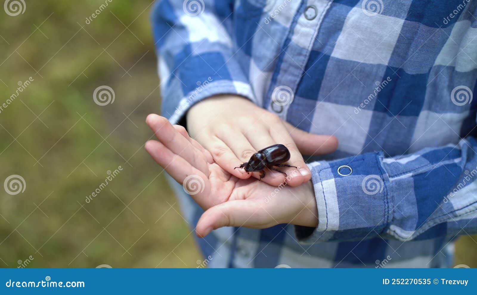 A Rhinoceros Beetle Runs on Boy Hand Stock Video - Video of rhinoceros ...
