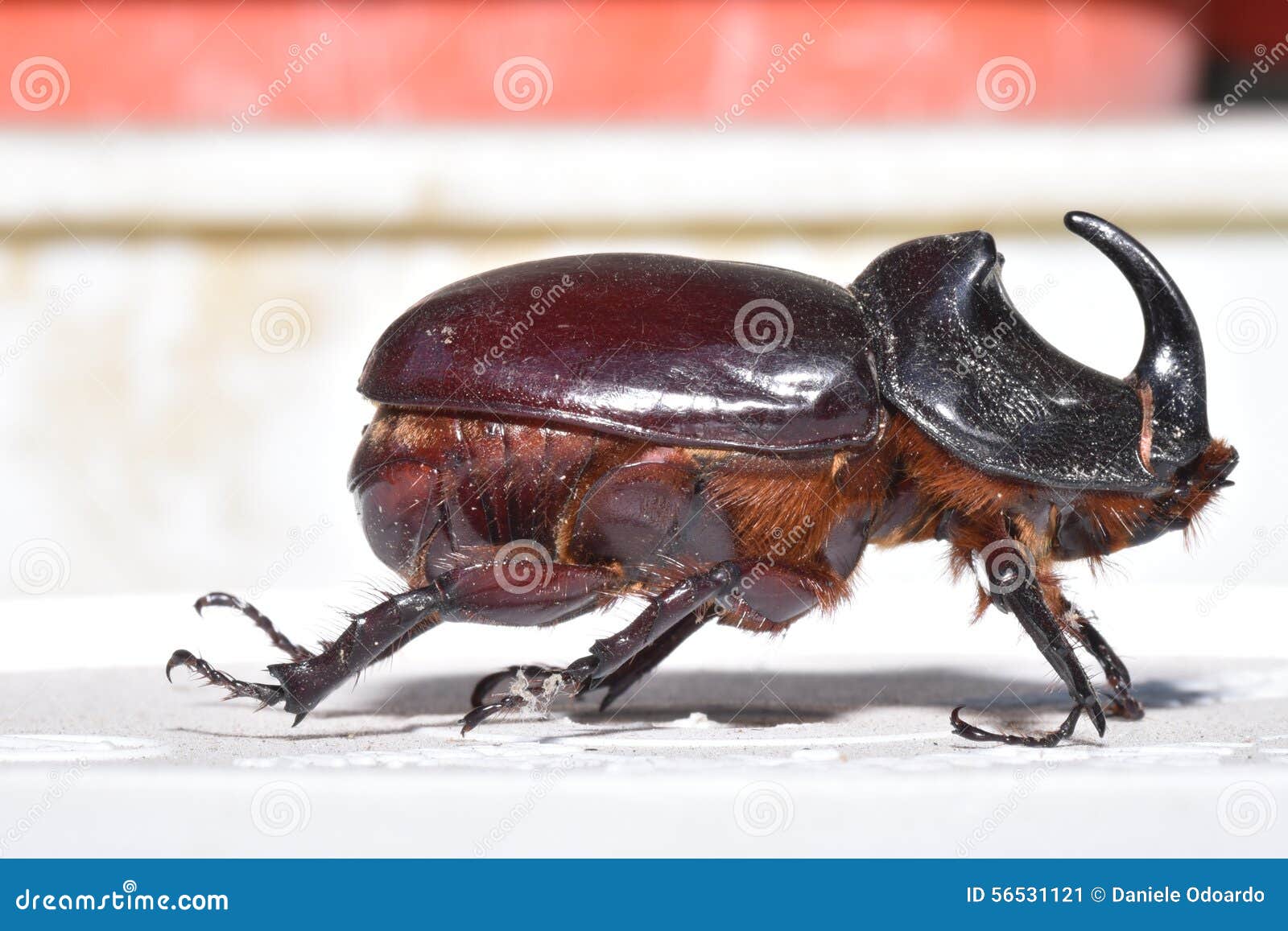 Rhinoceros beetle stock image. Image of flower, animals - 56531121