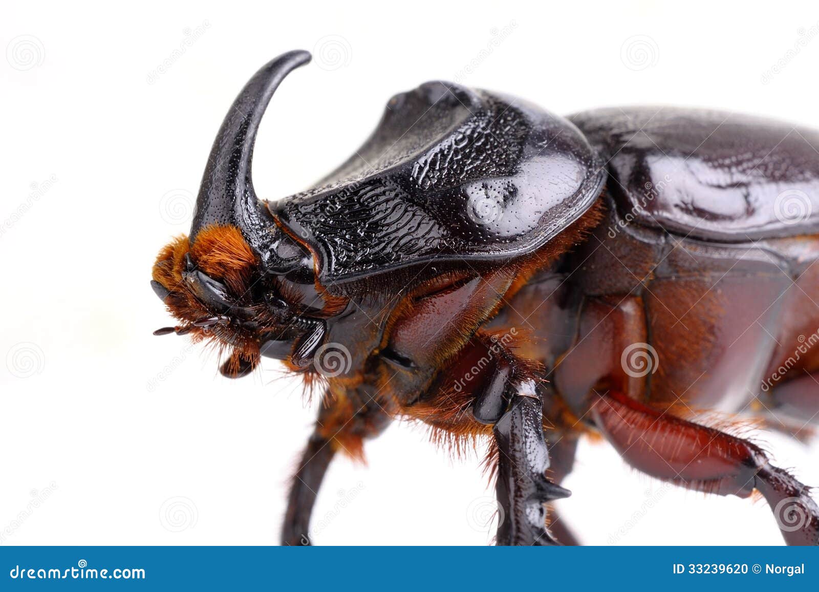 A Rhinoceros Beetle On A Of A Tree Stump. A Pair Of Rhinoceros Beetles ...