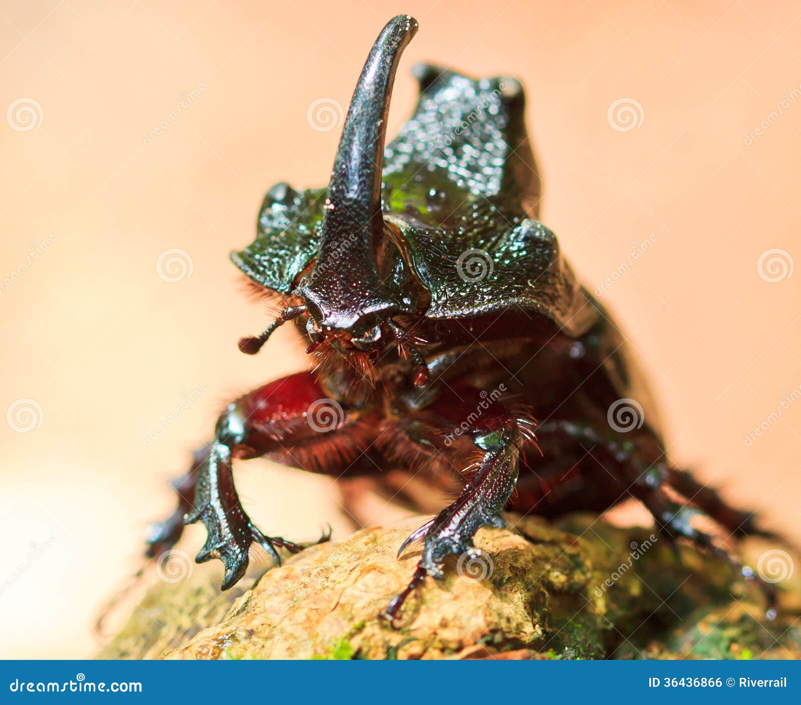Rhinoceros beetle stock photo. Image of oryctes, bugs - 36436866