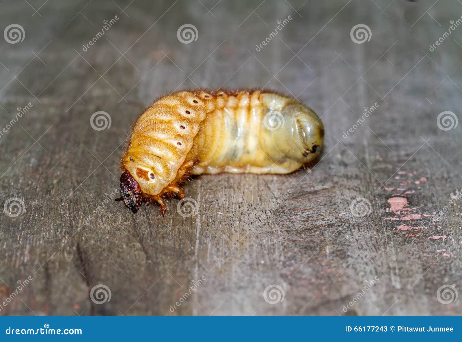 Rhinoceros Beetle (Xylotrupes Gideon , Xylotrupes Gideon ), Larva on ... Rhinoceros Beetle (Xylotrupes Gideon , Xylotrupes Gideon ), Larva on ...