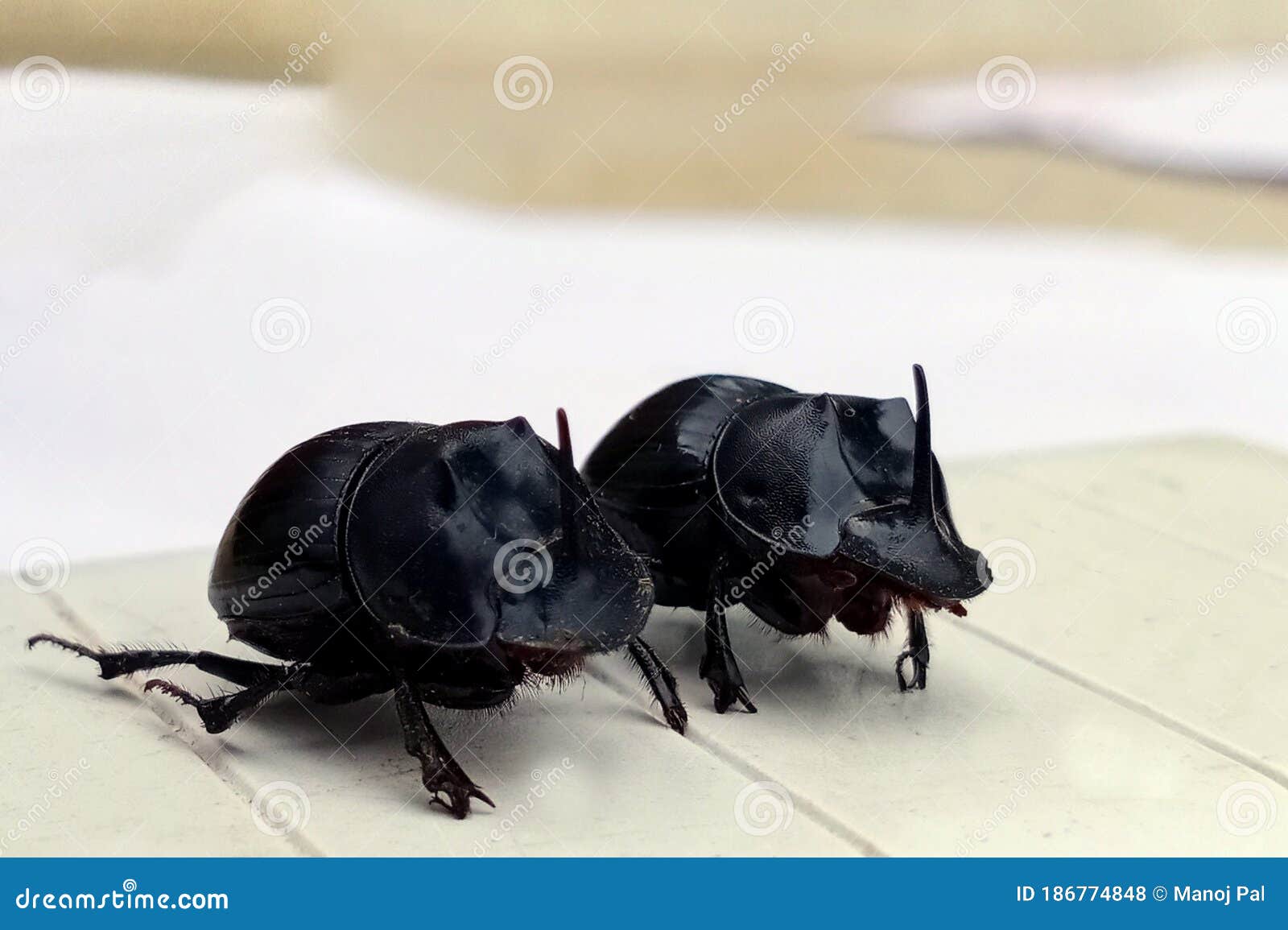 COUPLE of RHINOCEROS BEETLES Stock Photo - Image of crawling ...
