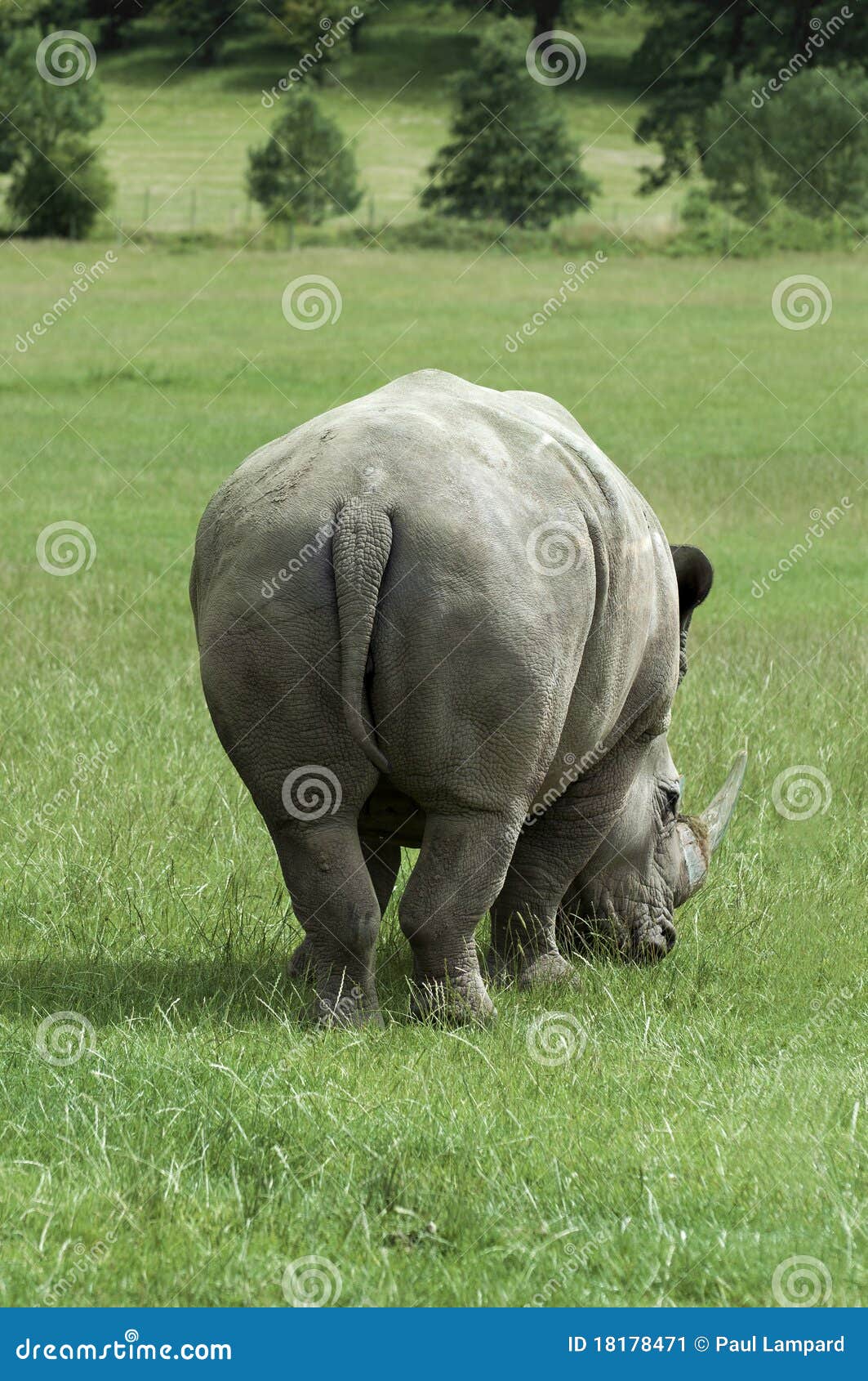 Rhinoceros from behind stock image. Image of mammal, wrinkle - 18178471