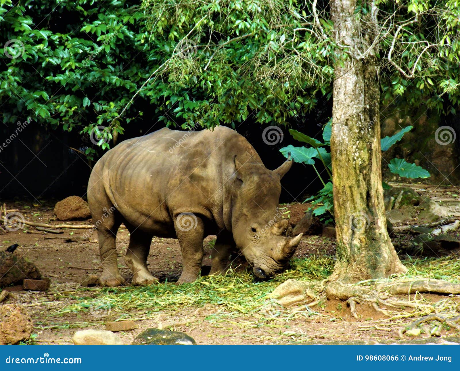 Rhinoceros stock photo. Image of strong, plant, colors - 98608066