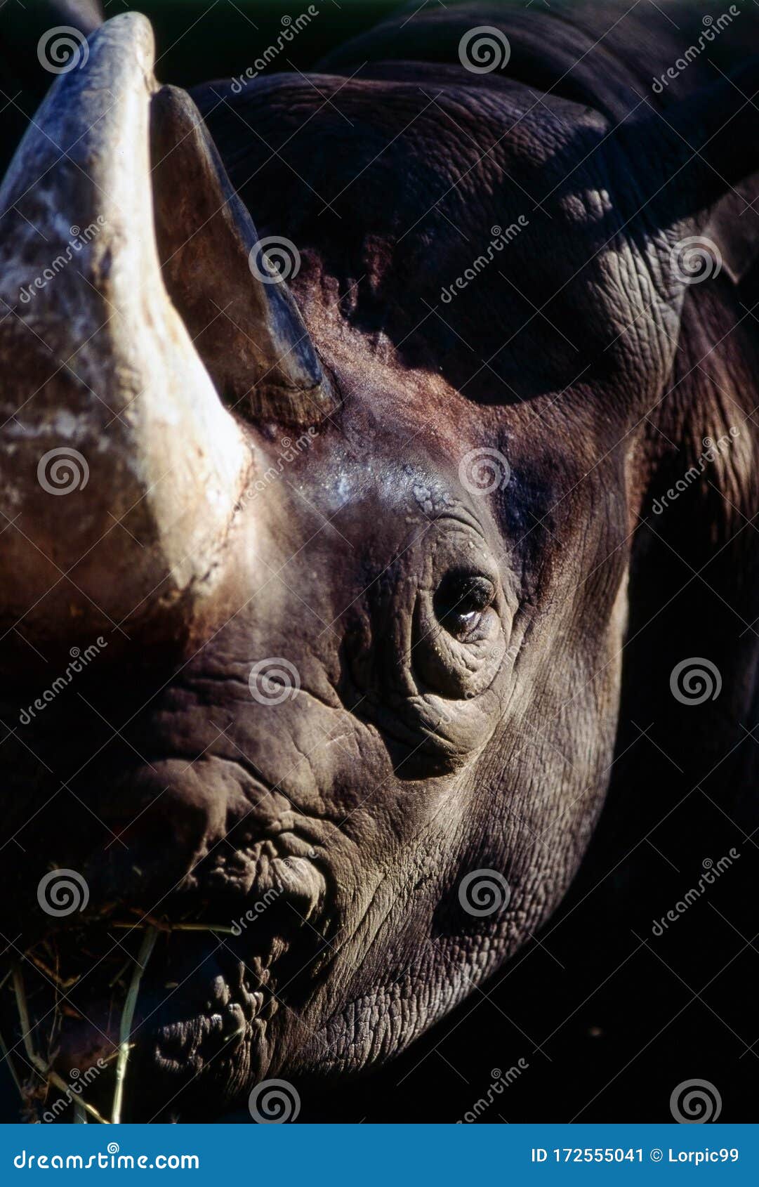 Close up of a Rhinoceros stock image. Image of fauna - 172555041