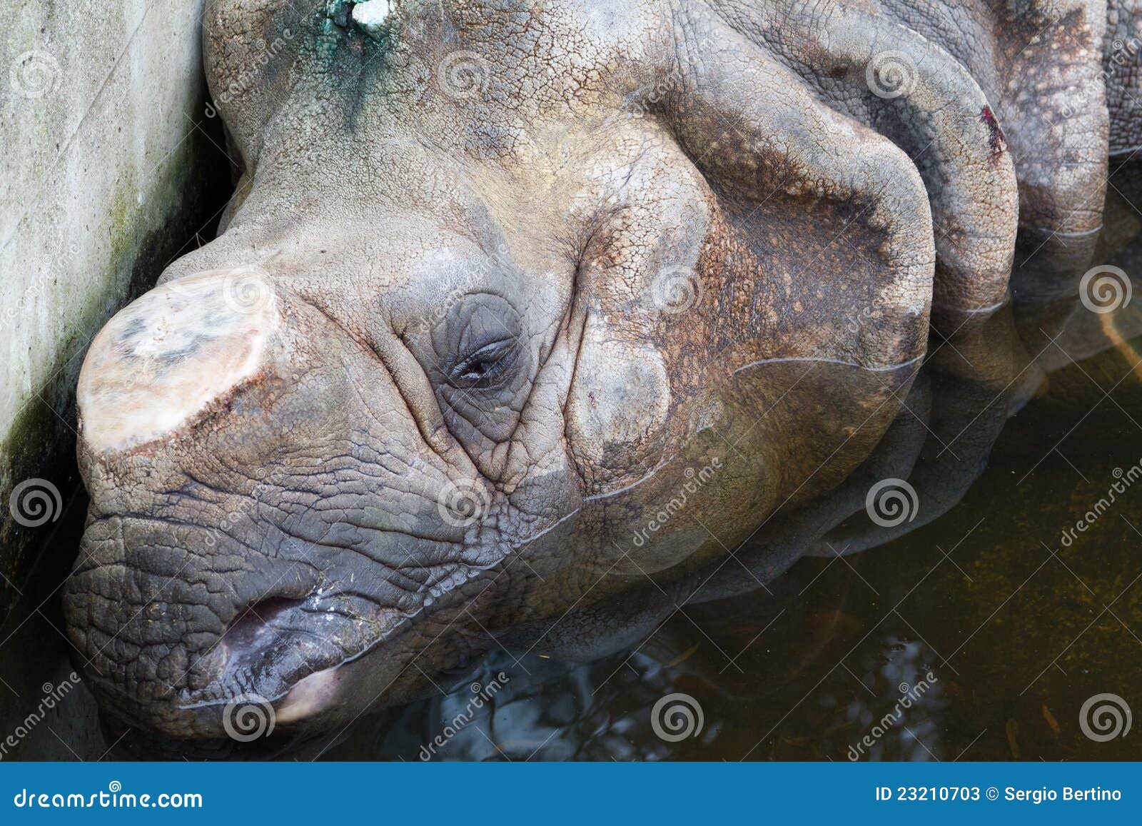 Rhinoceros with Cut Off Horn Stock Image - Image of wildlife, portrait ...