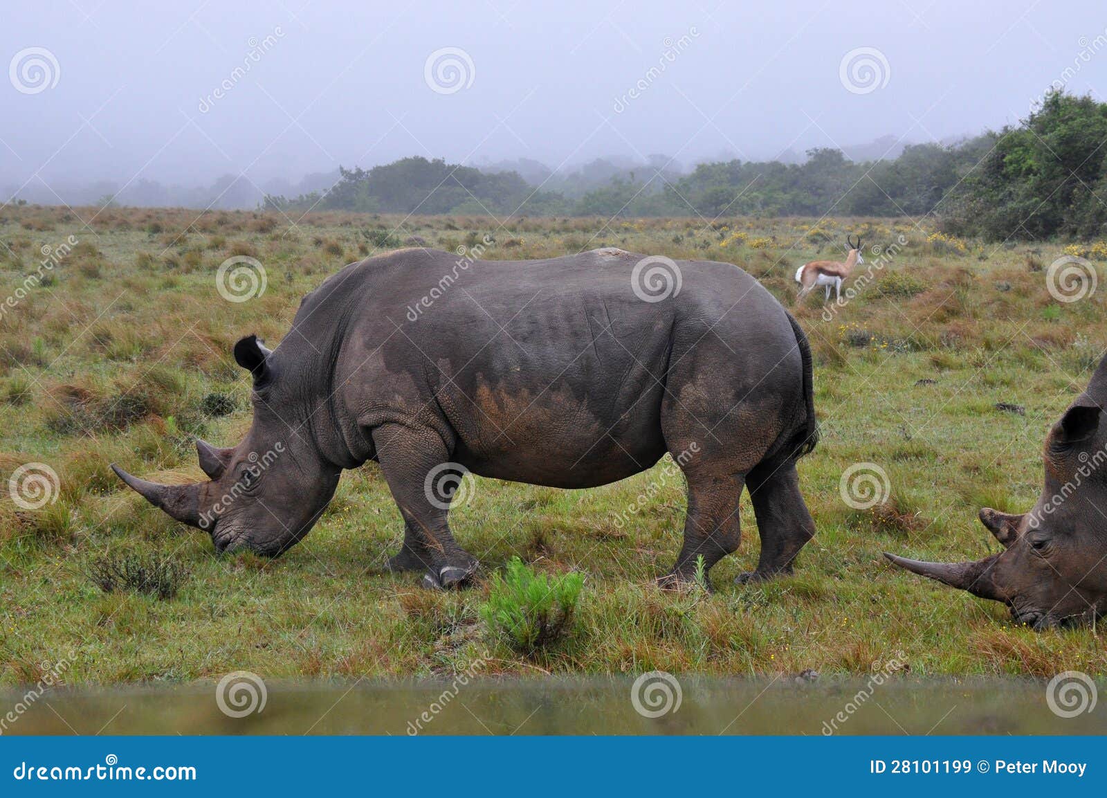 1,598 Rhinoceros Eating Photos - Free & Royalty-Free Stock Photos from ...