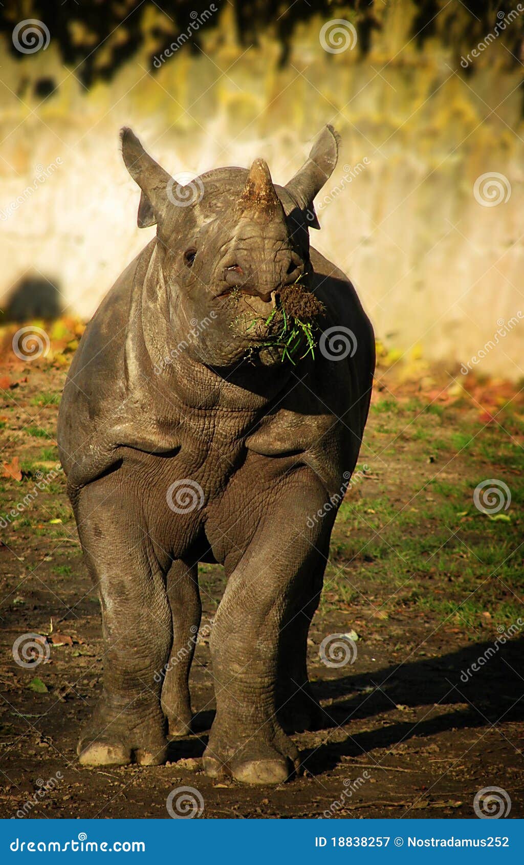 Rhinoceros eating grasss stock image. Image of natural - 18838257