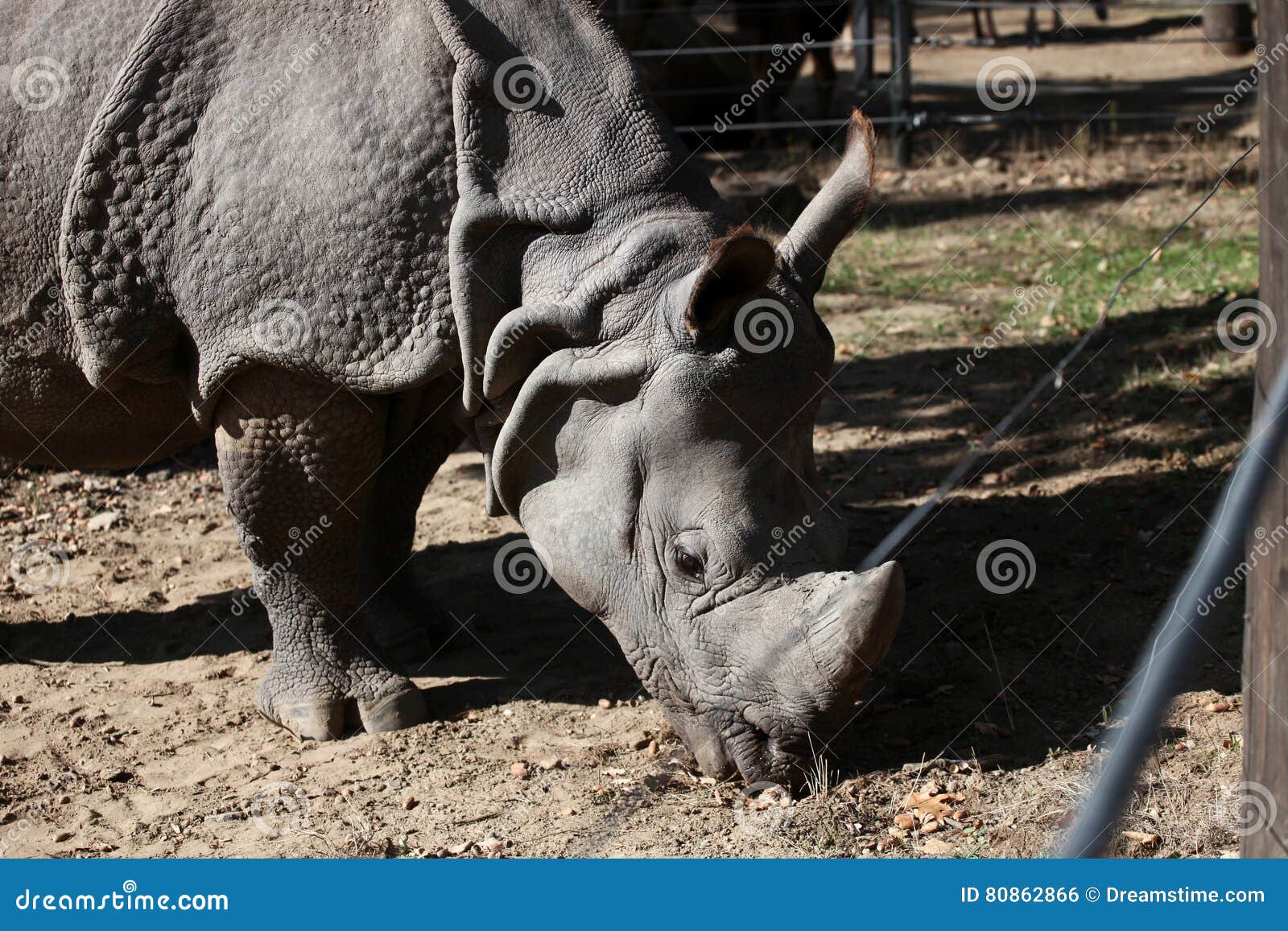 Rhinoceros eating stock photo. Image of eating, rhinoceros - 80862866