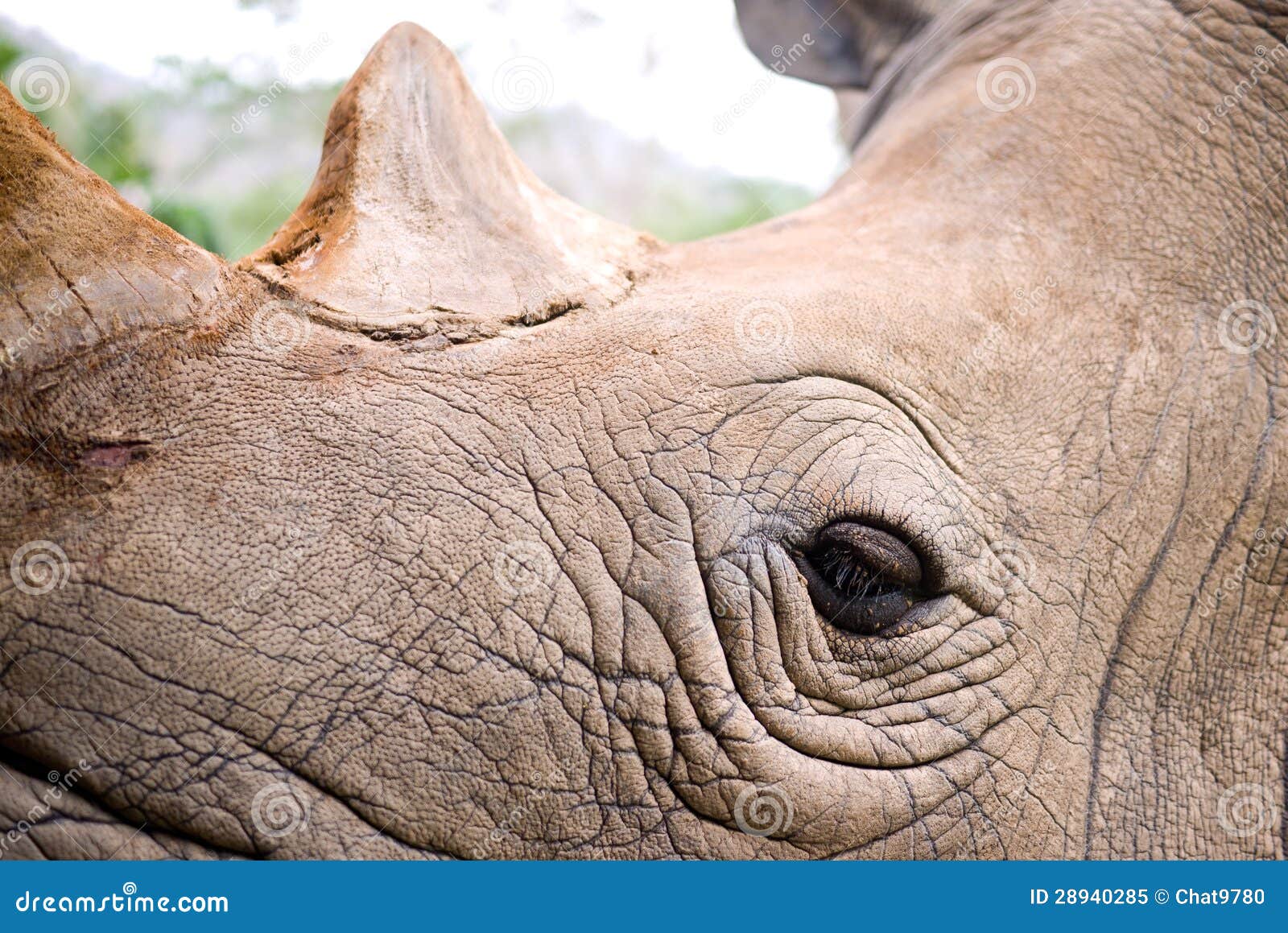 Rhinoceros eye stock image. Image of nature, closeup - 28940285