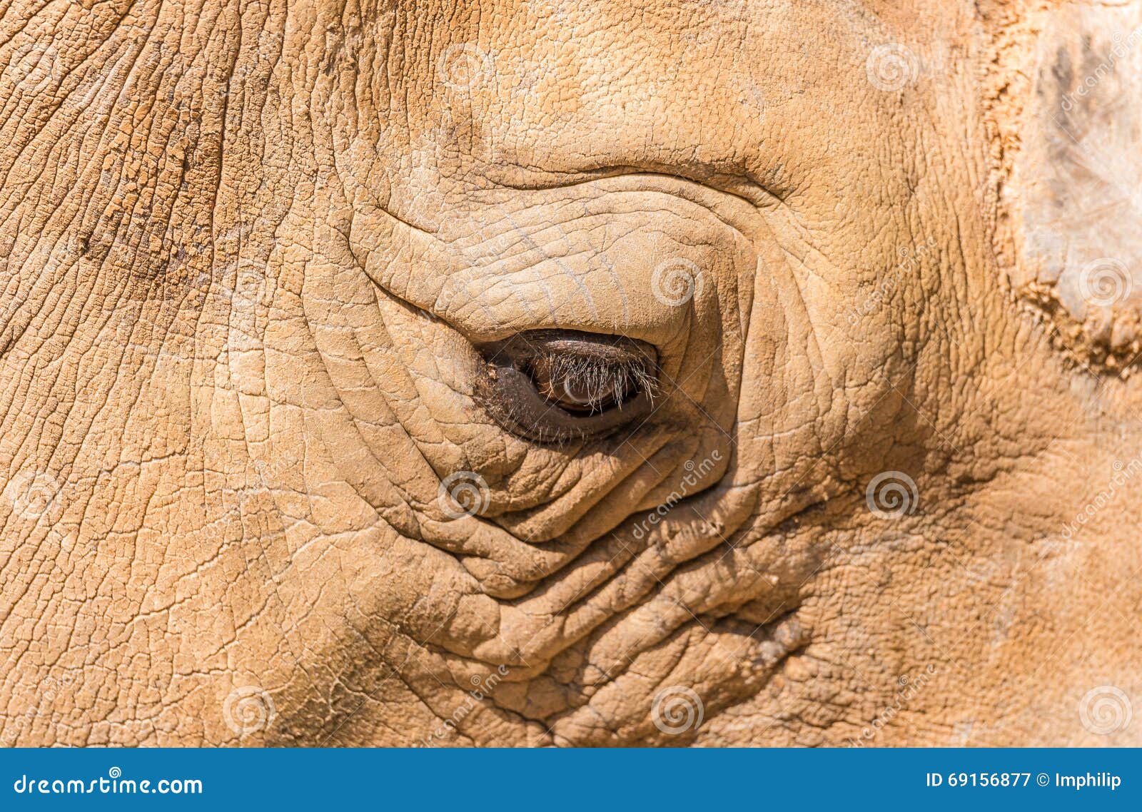 Rhinoceros eye stock image. Image of michaeli, captivity - 69156877