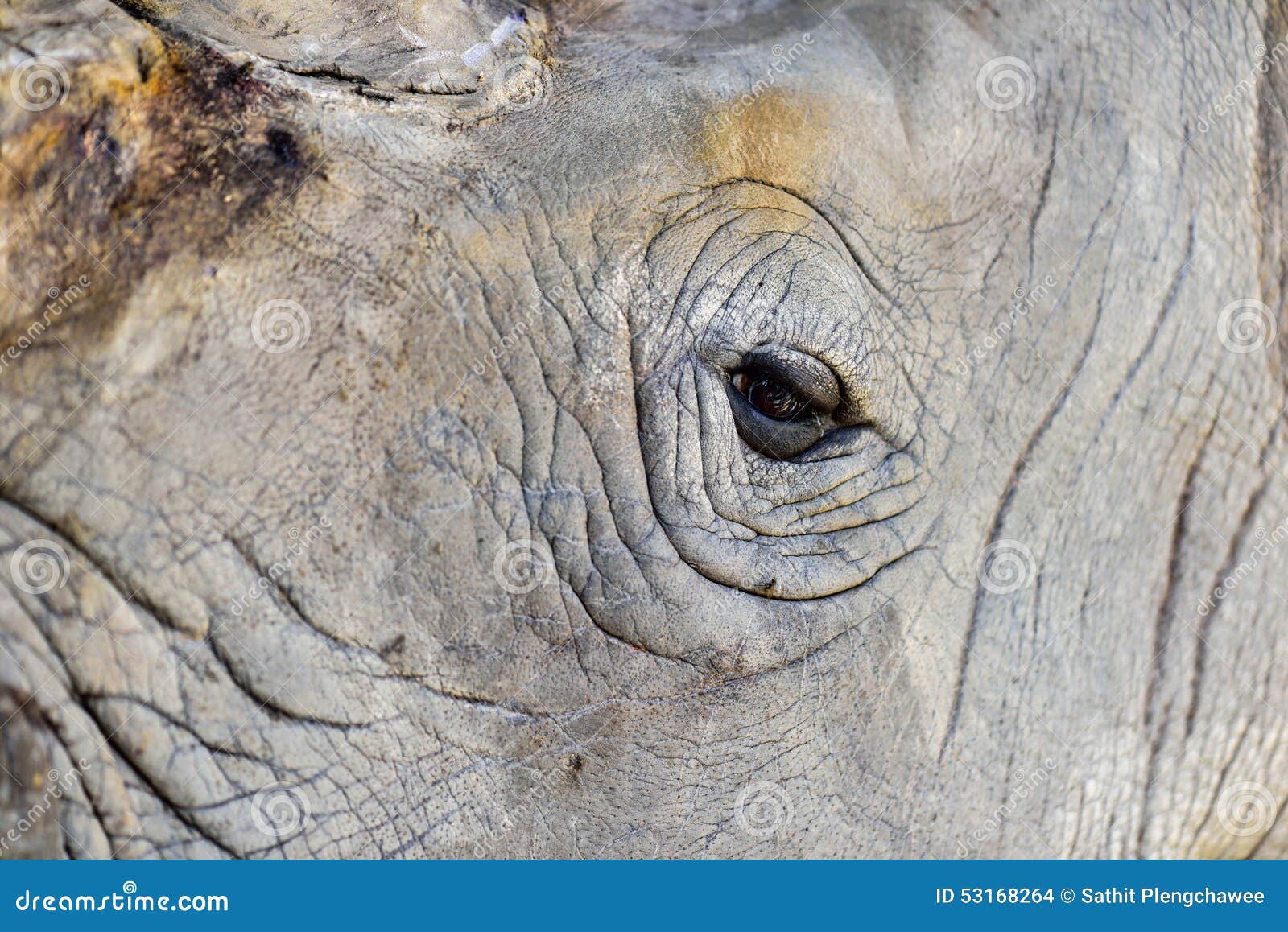 Rhinoceros eye close-up stock photo. Image of herbivore - 53168264