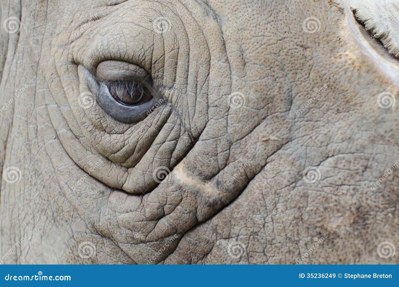 Rhinoceros Eye stock image. Image of nature, mammal, look - 35236249