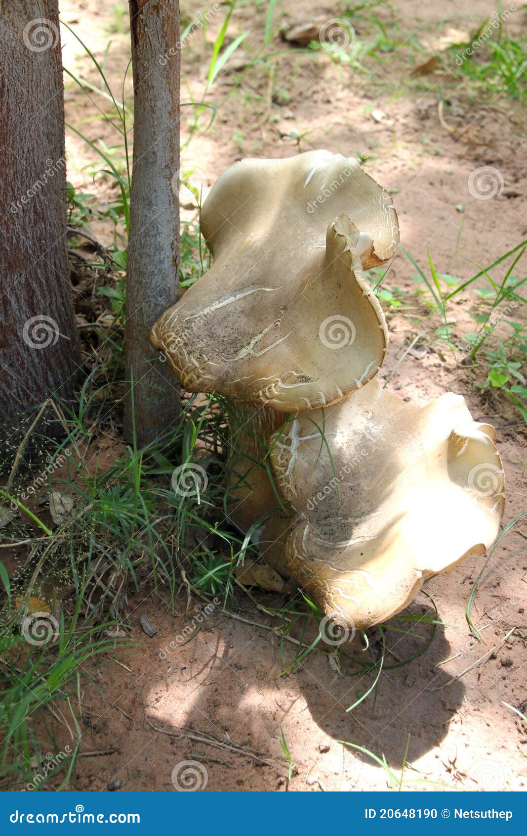 Rhinoceros Foot Mushroom stock photo. Image of ecology - 20648190