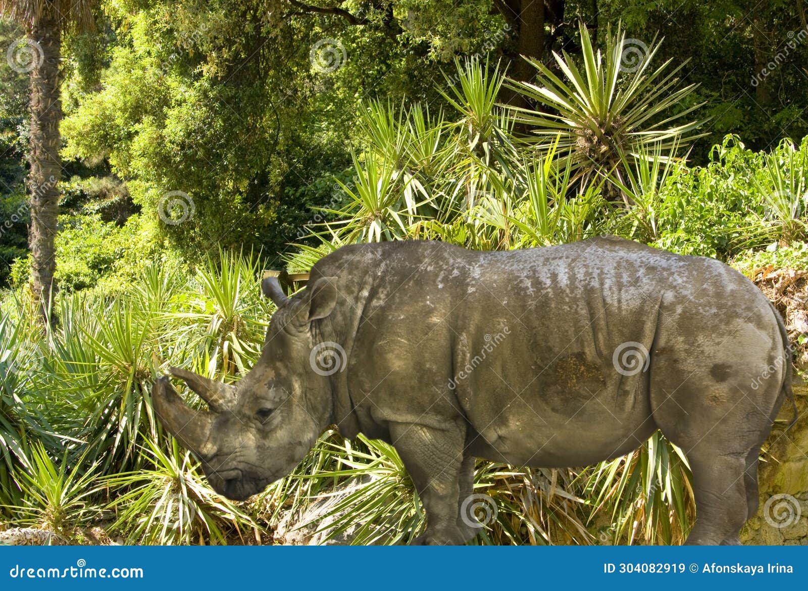 Rhinoceros in Forest with Palms and Other Plants Stock Image - Image of ...