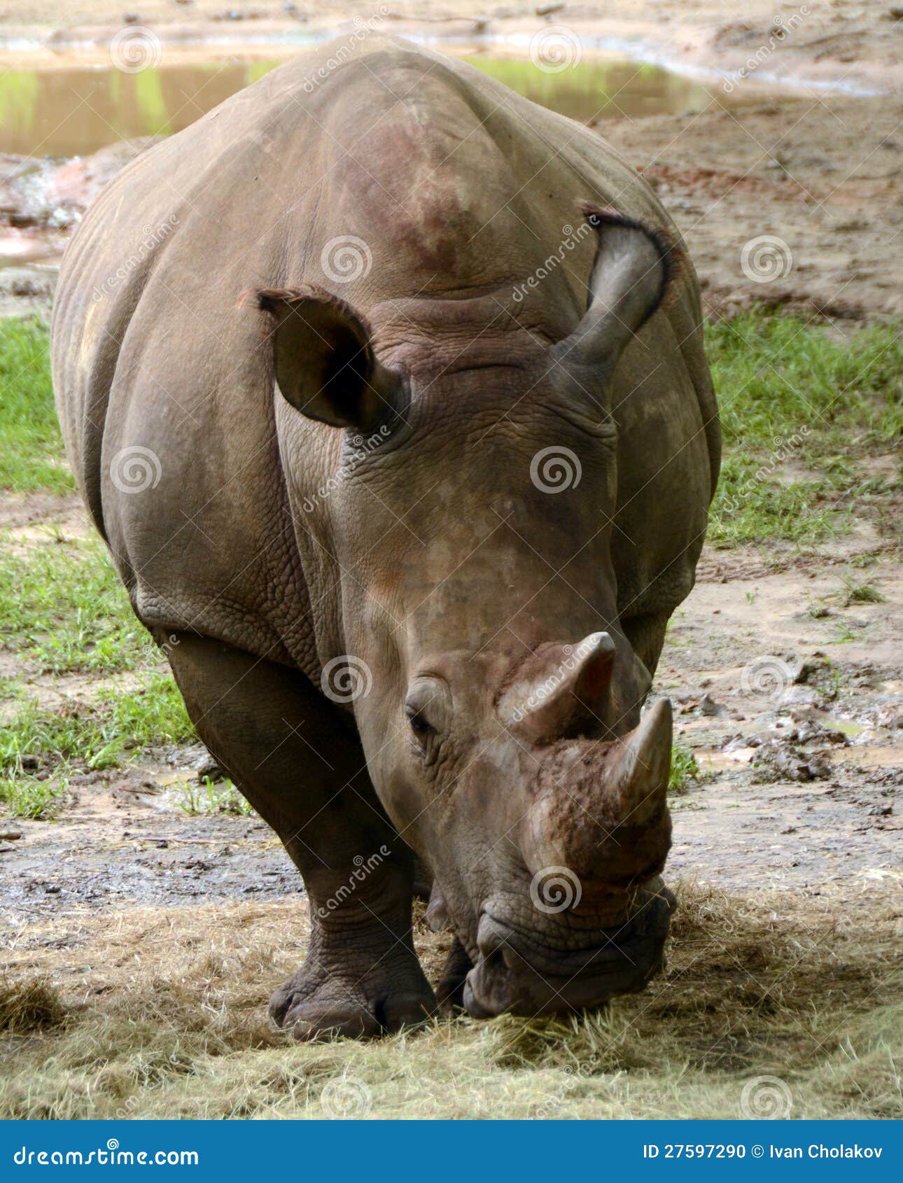 Rhinoceros front view stock photo. Image of exotic, natural - 27597290