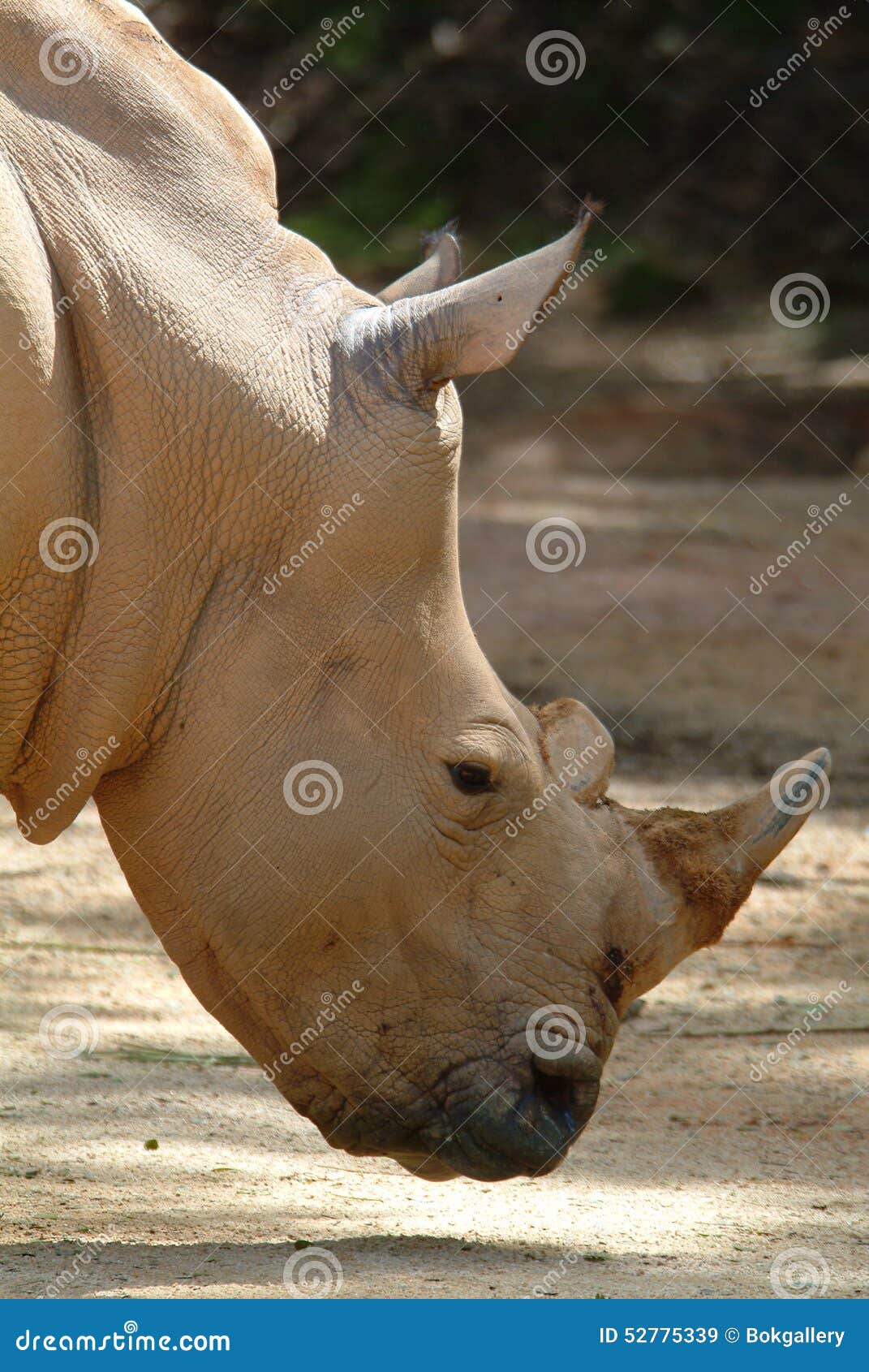 Rhinoceros stock image. Image of wildlife, middlen, horn - 52775339