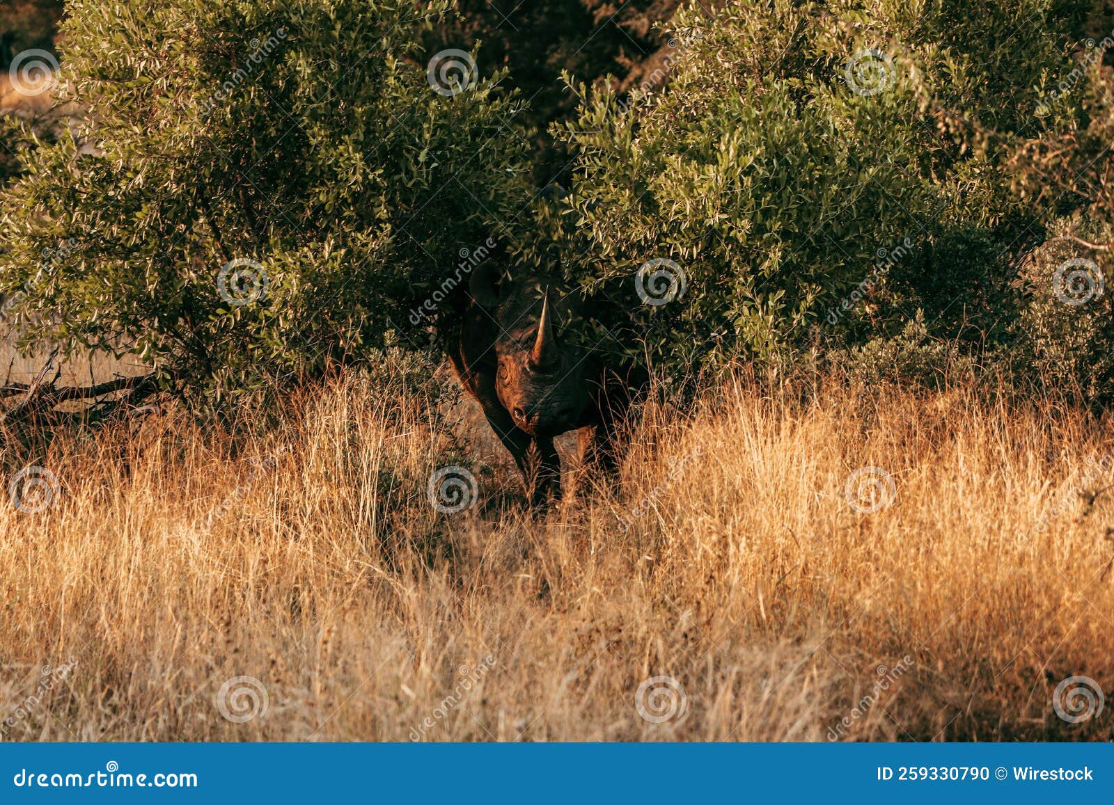 Rhinoceros Hidden Behind the Trees Stock Photo - Image of wild ...