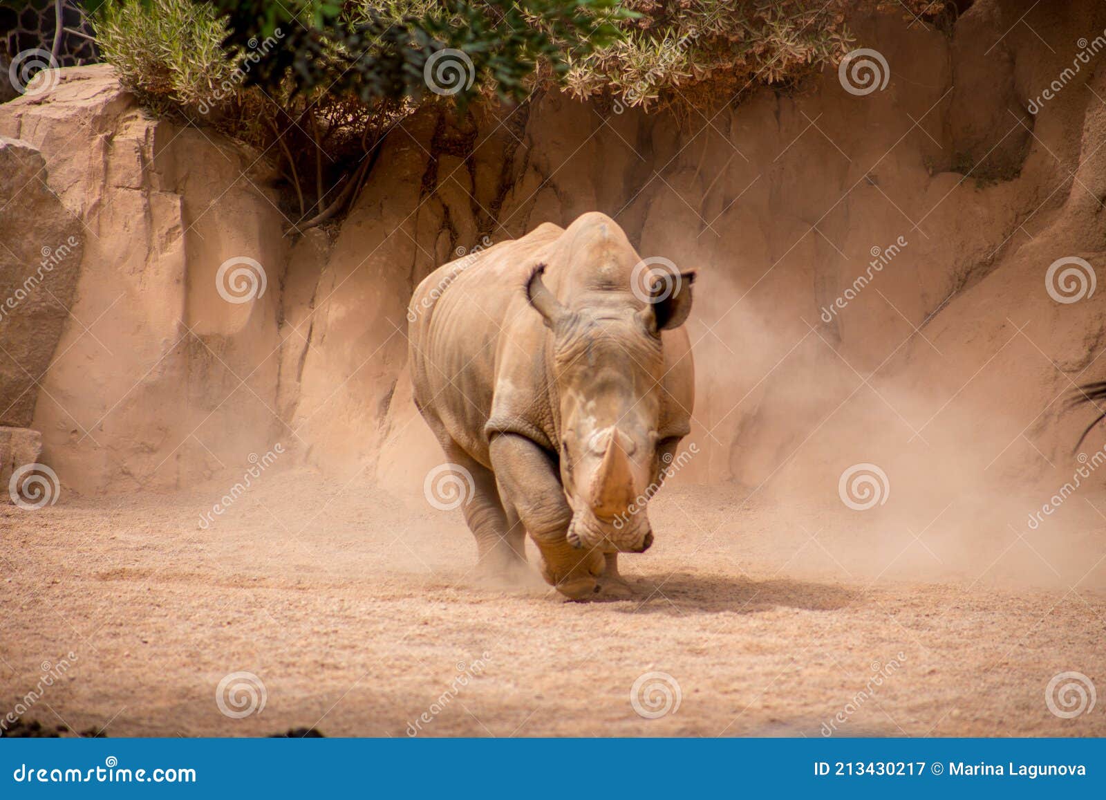 Running Rhino Cub Stock Image | CartoonDealer.com #59180095
