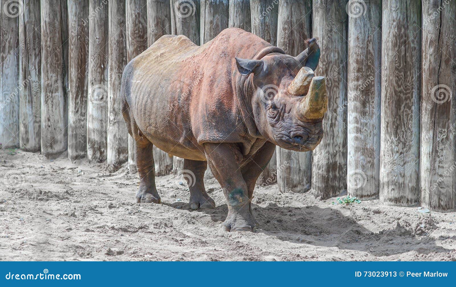 Rhinoceros horns sawn-off stock image. Image of wild - 73023913