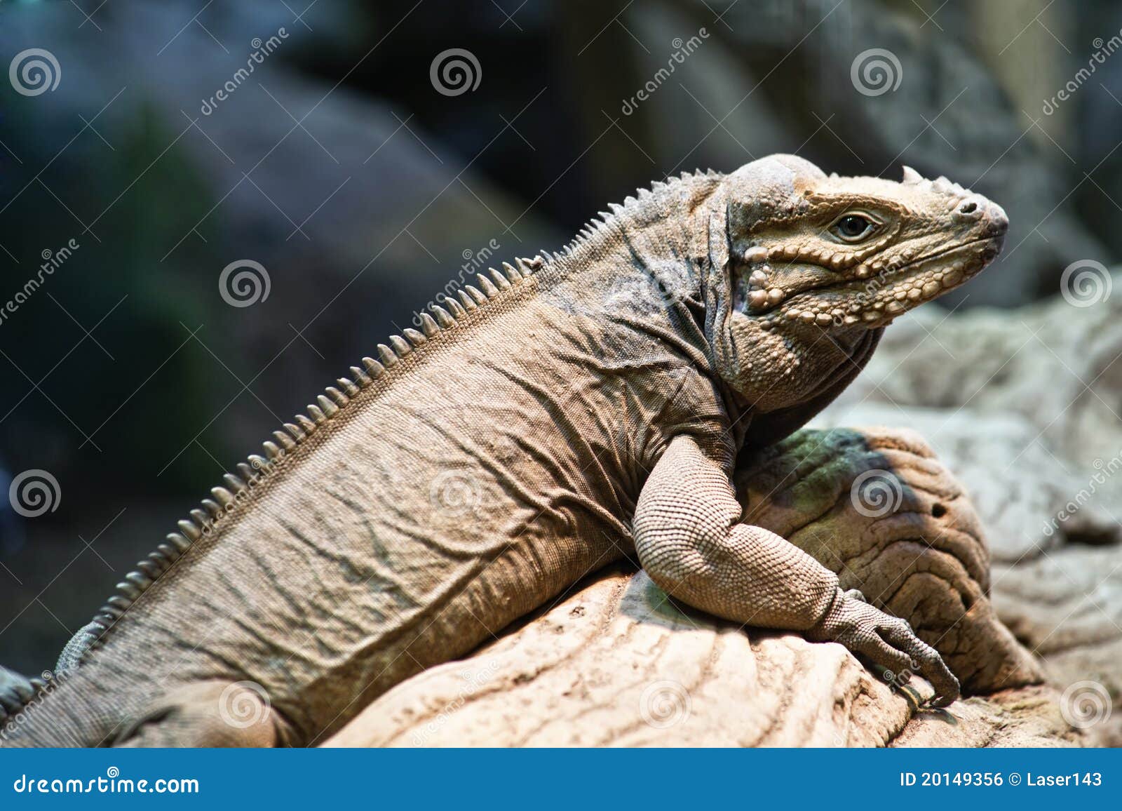 The rhinoceros iguana stock photo. Image of lizards, wild - 20149356