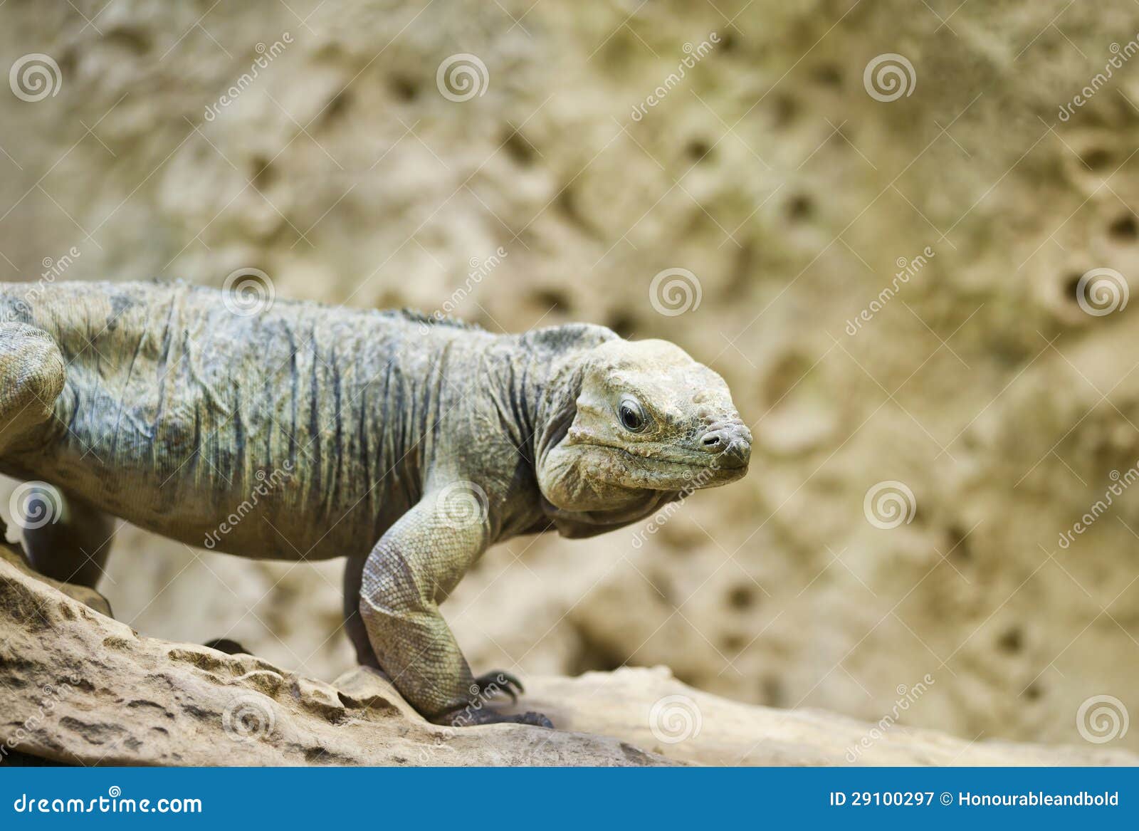 Rhinoceros Iguana Cyclura Cornuta Stock Image - Image of reptile ...