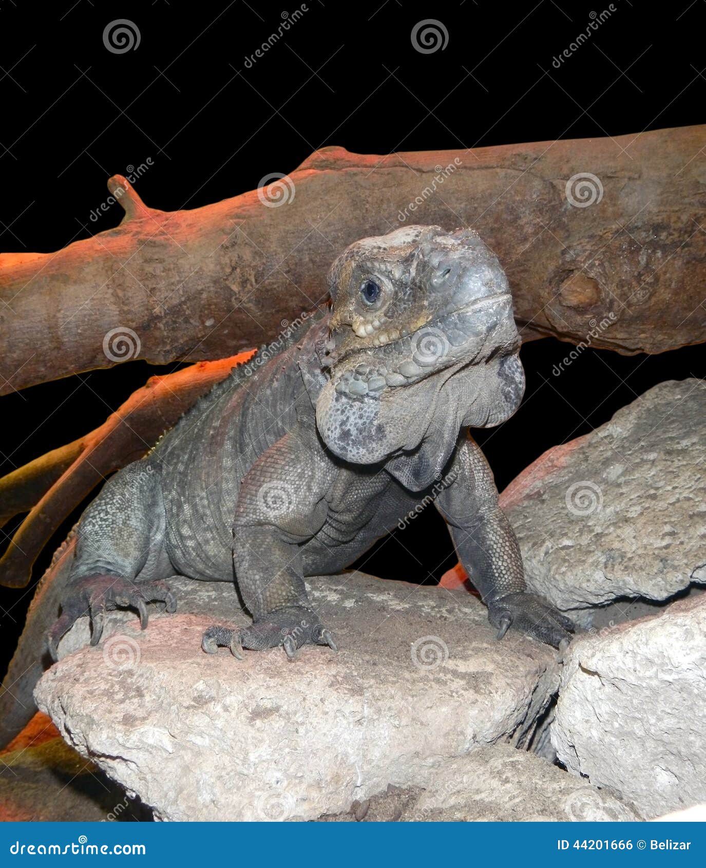 Rhinoceros Iguana (Cyclura Cornuta) Stock Photo - Image of cyclura ...