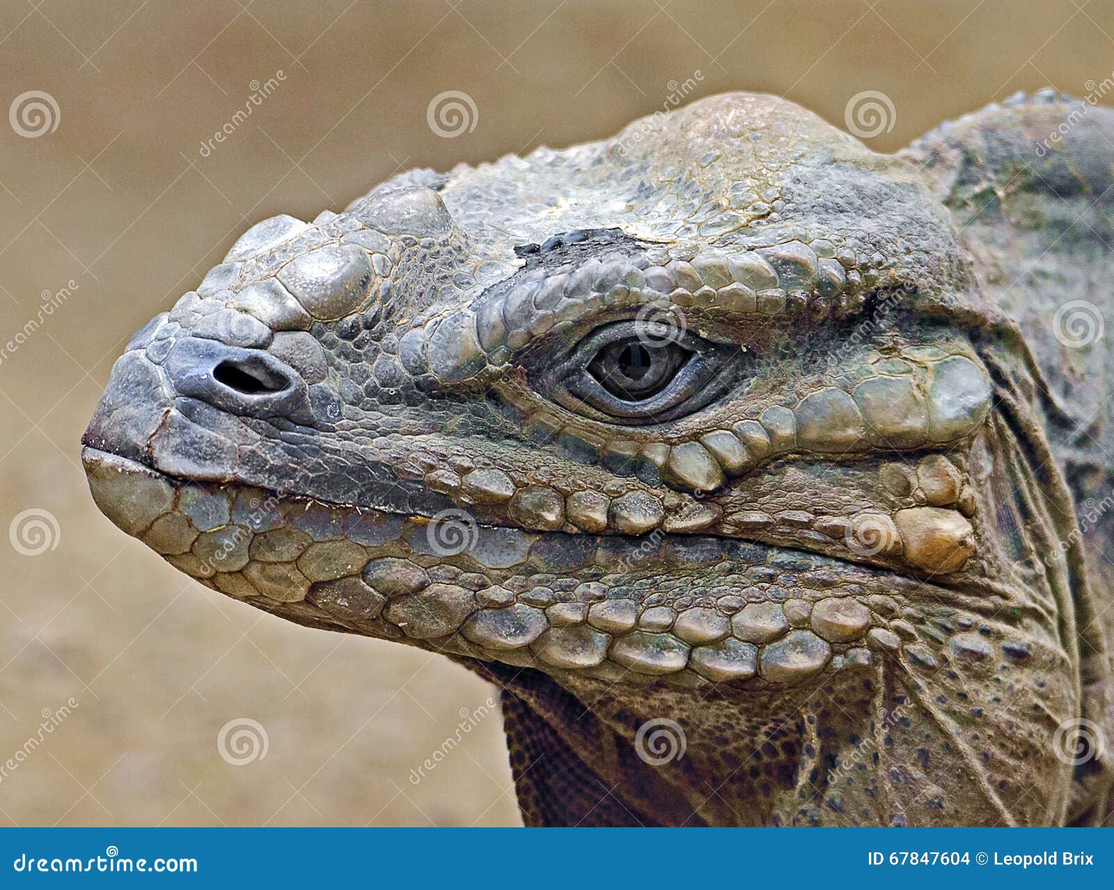Rhinoceros iguana stock photo. Image of lizard, tubercles - 67847604