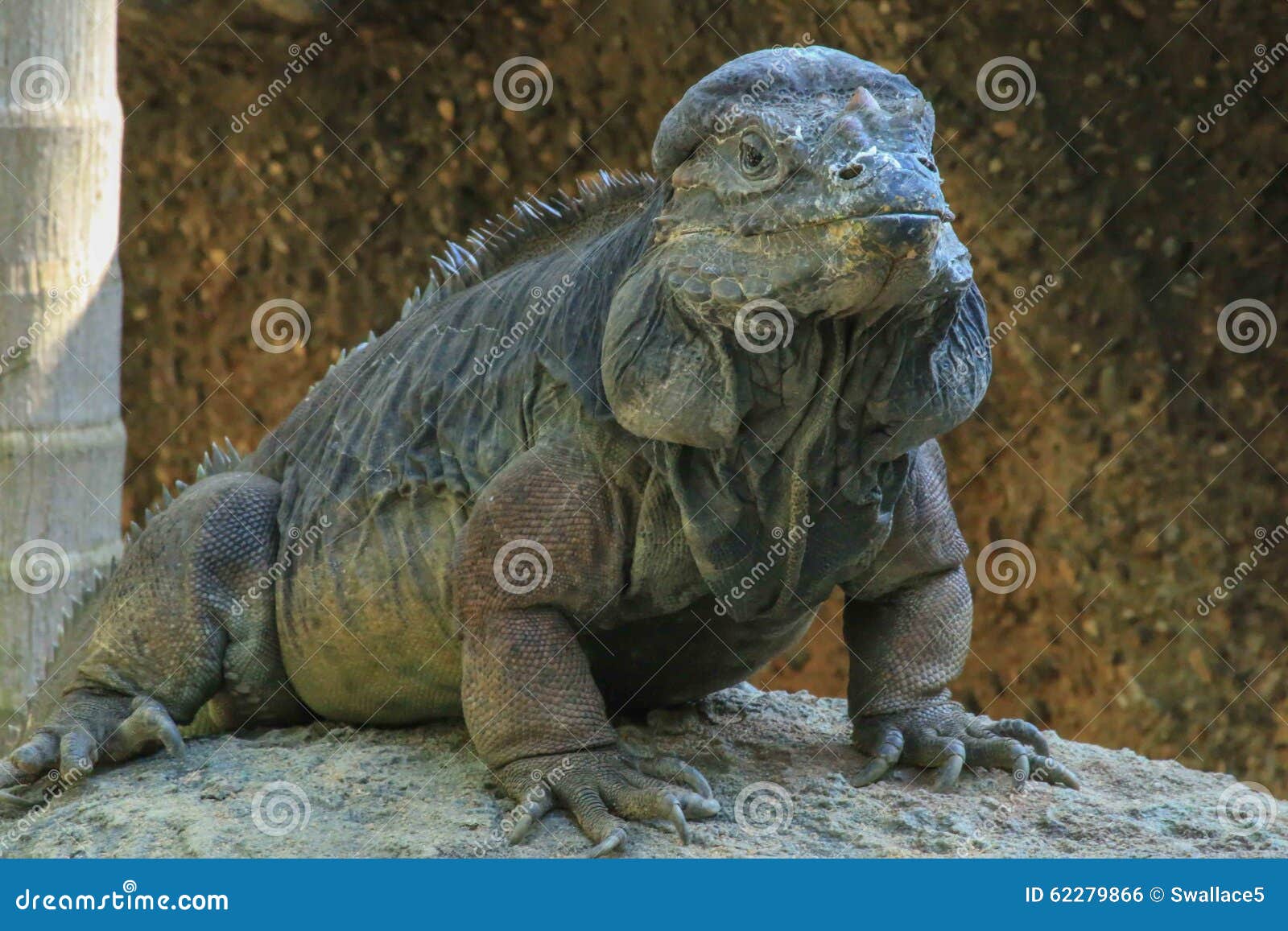 Rhinoceros Iguana stock photo. Image of blooded, animals - 62279866