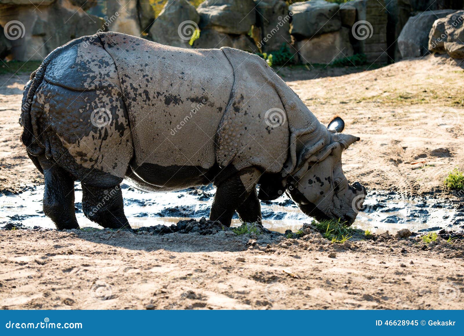 Rhinoceros stock image. Image of grey, rhinoceros, large - 46628945