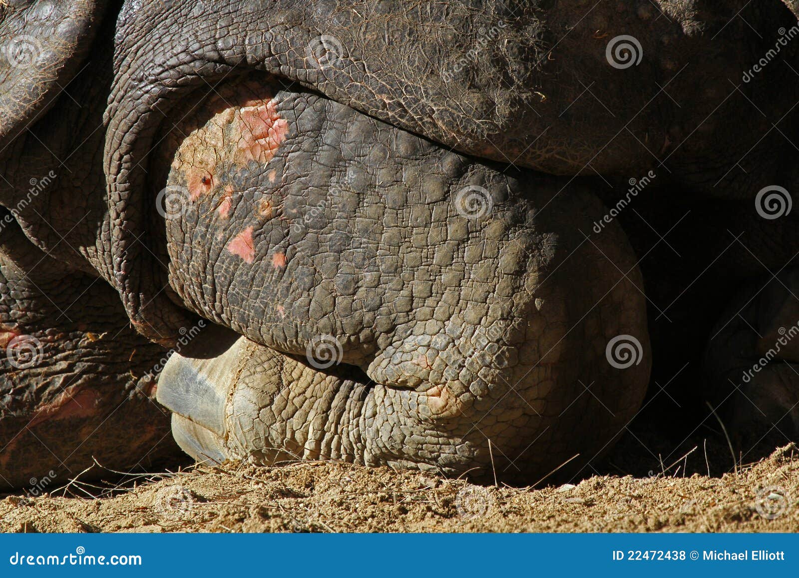 Rhinoceros Leg stock photo. Image of face, mephoto, bent - 22472438