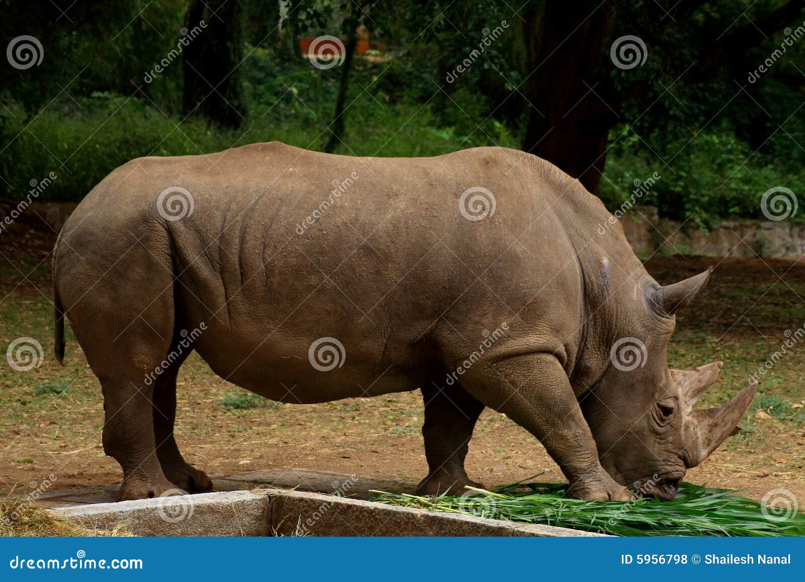 Rhinoceros in Mysore zoo stock photo. Image of clean, skin - 5956798