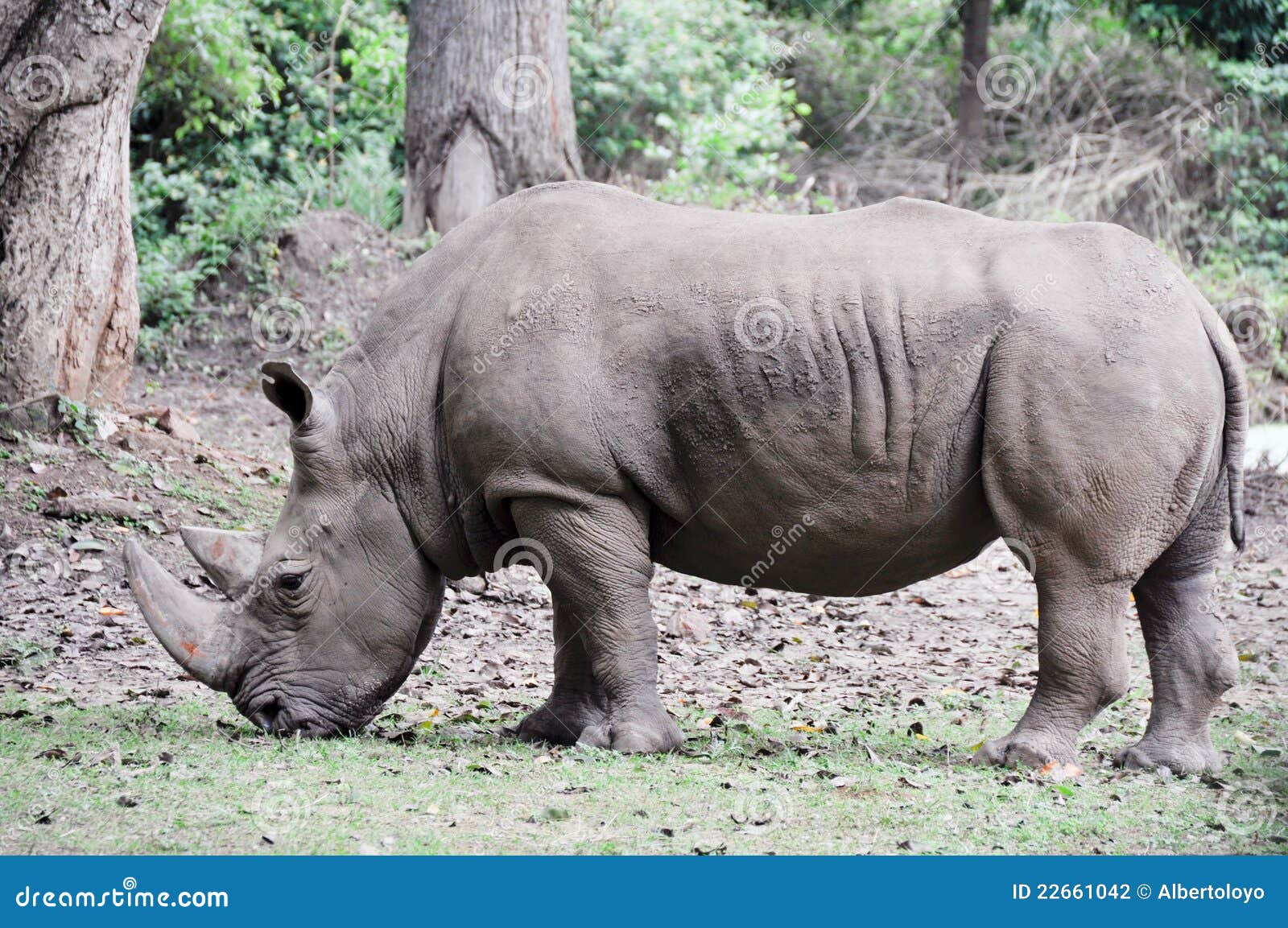 Rhinoceros at Mysore Zoo (India) Stock Photo - Image of tourism, nature ...