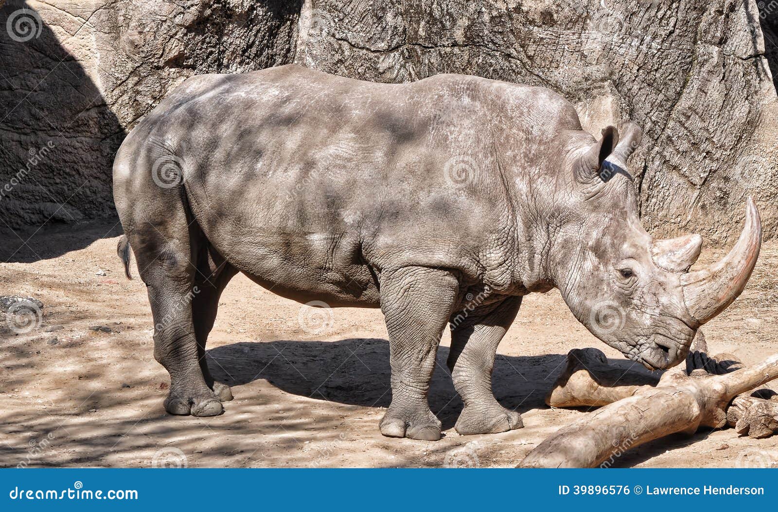 A Rhinoceros in Position stock photo. Image of horn, wildlife - 39896576
