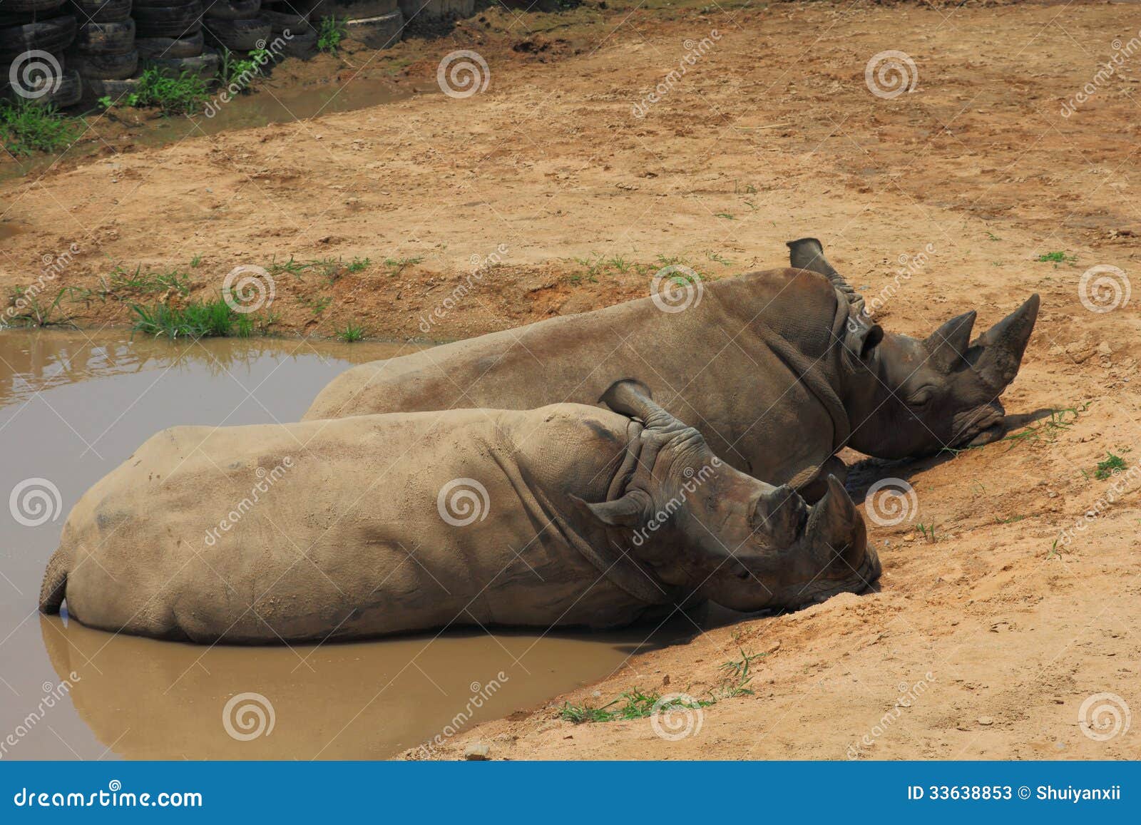Rhinoceros stock image. Image of animals, rest, rhino - 33638853