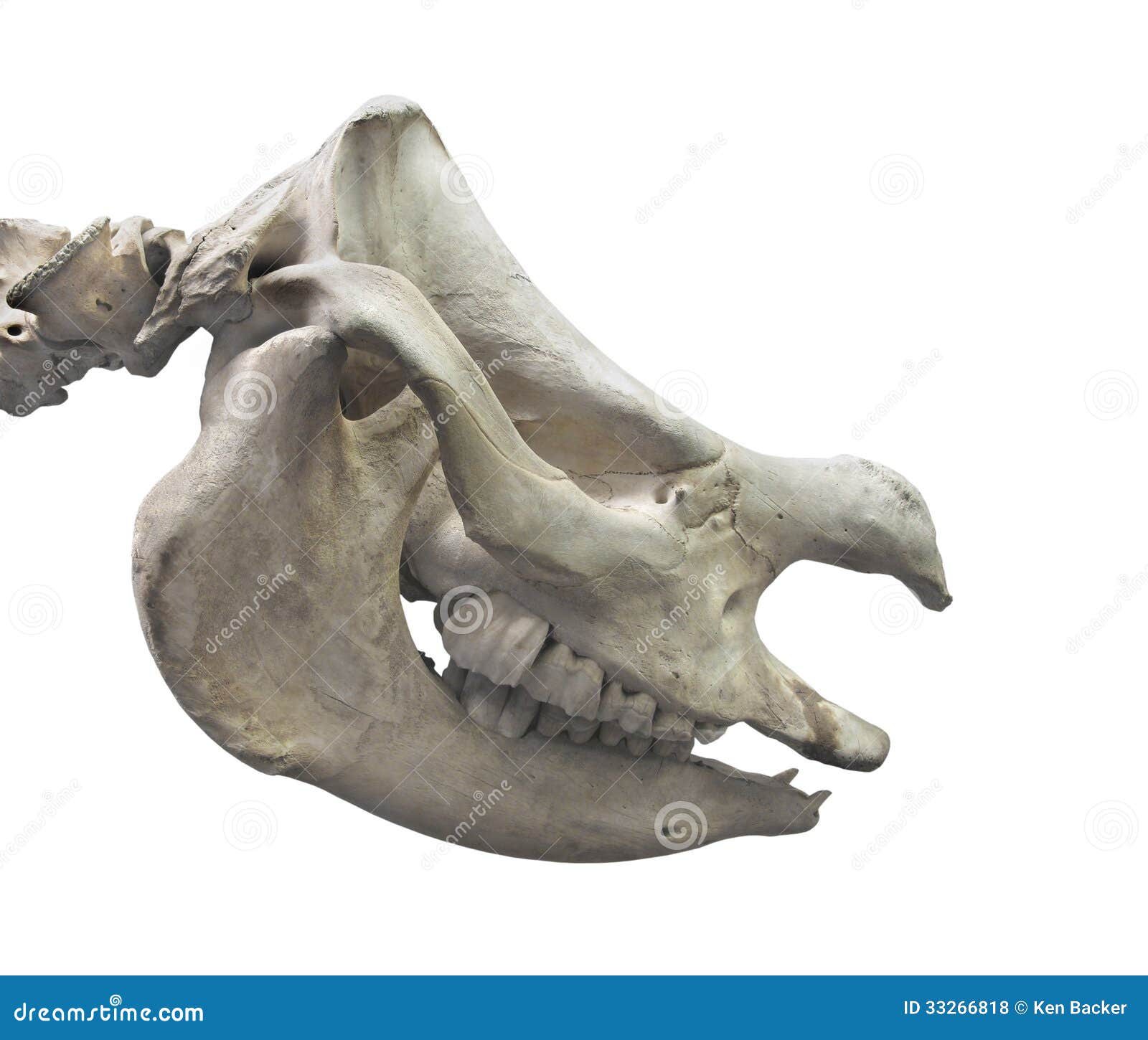 Rhinoceros skull Isolated. stock photo. Image of rhinos - 33266818