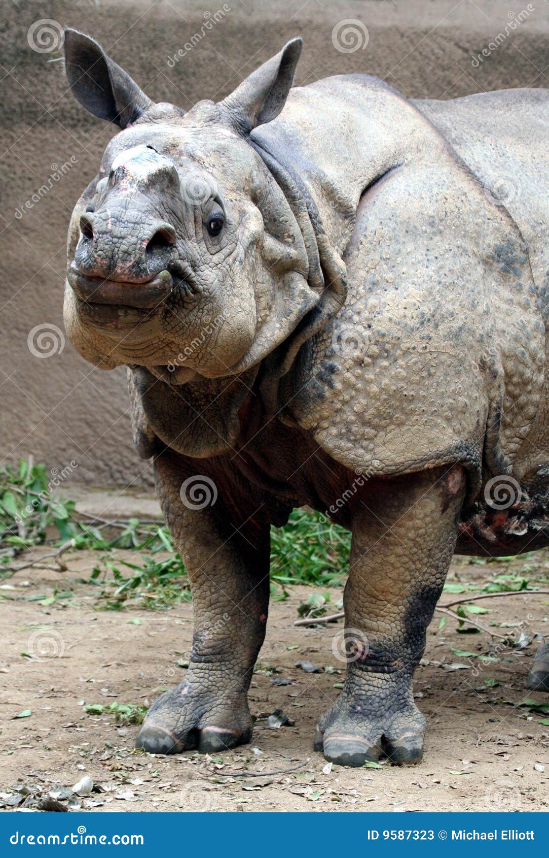 Rhinoceros Smile stock image. Image of rare, indian, male - 9587323