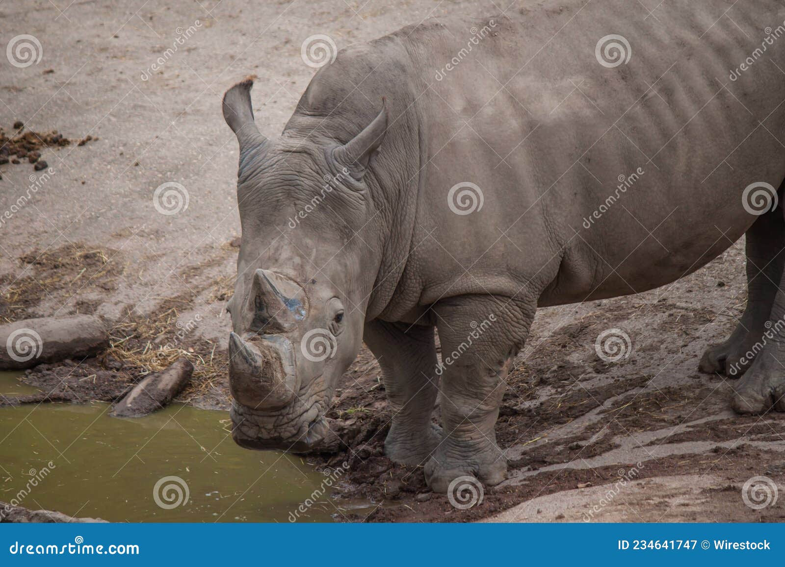 Rhinoceros Standing and Drinking Water Stock Image - Image of outdoors ...