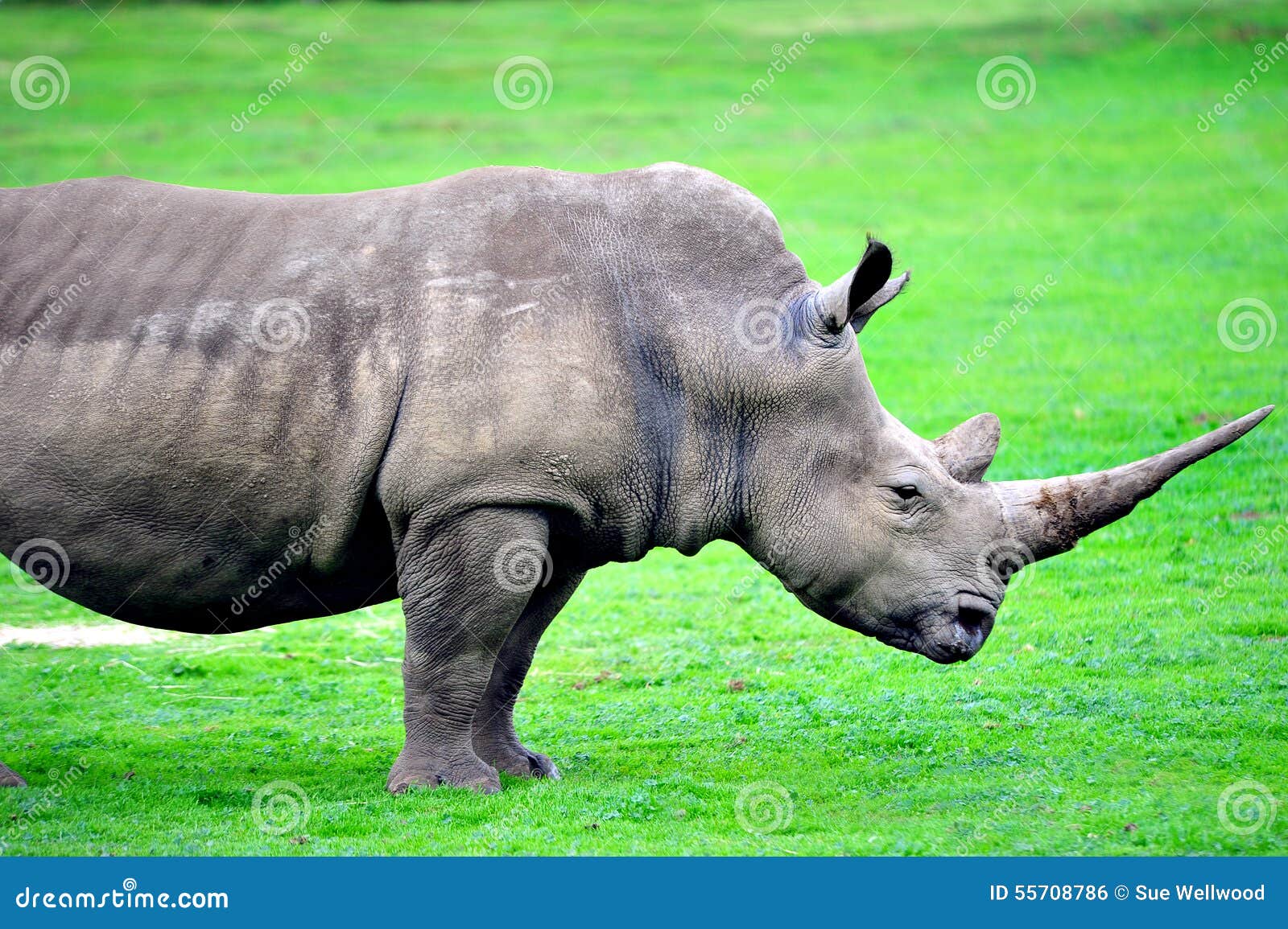 Rhinoceros stock photo. Image of wildlife, animal, monkey - 55708786