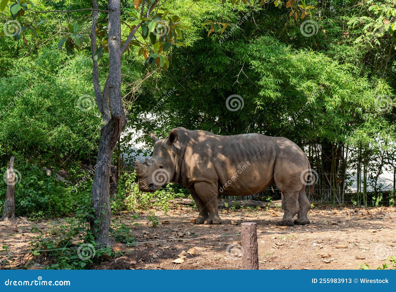 Rhinoceros Standing Under Trees Stock Image - Image of animal, single ...