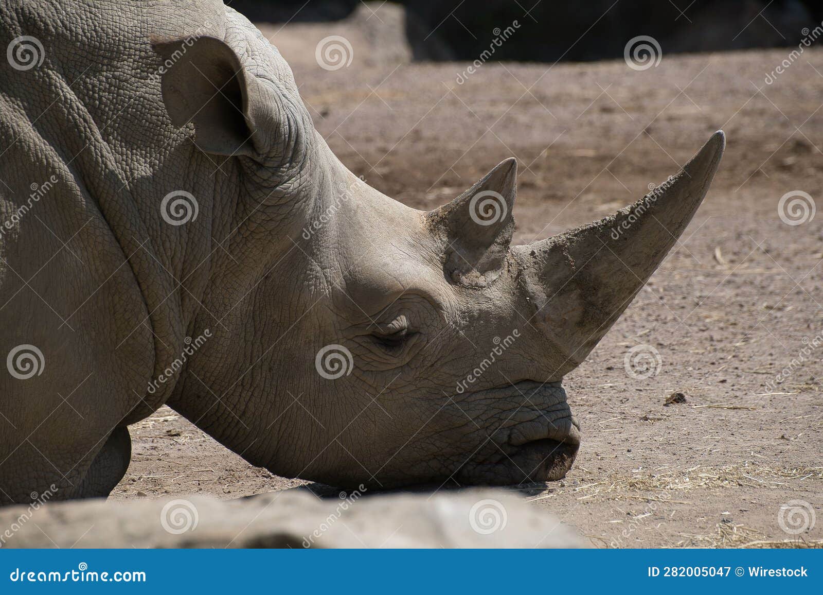 Rhinoceros standing in zoo stock image. Image of habitat - 282005047